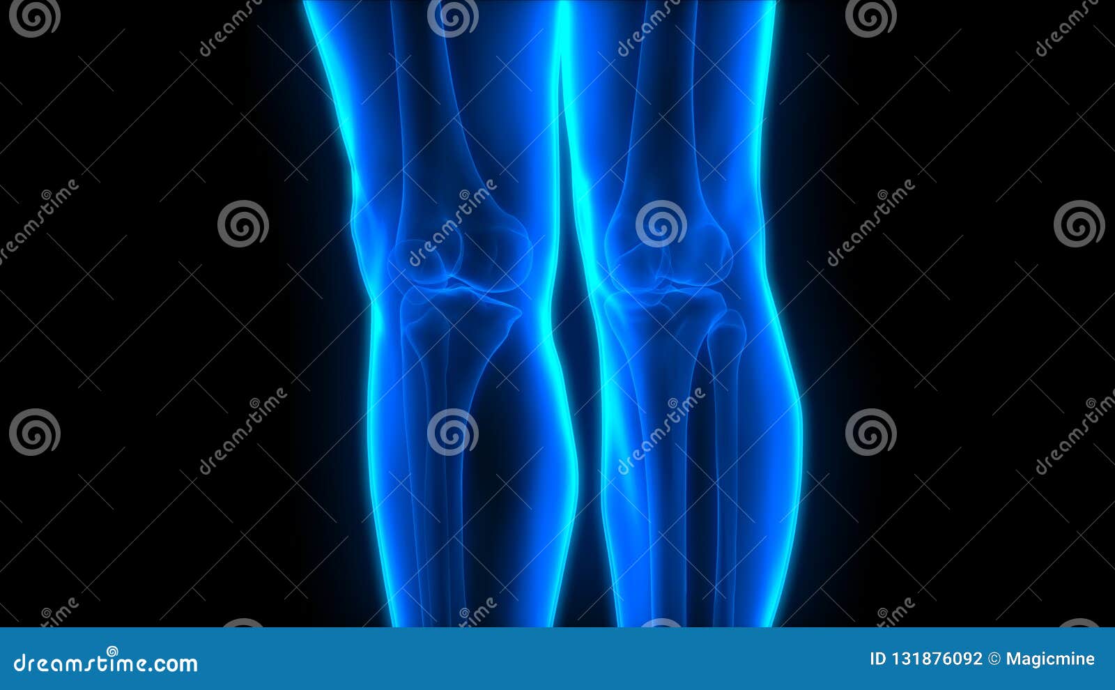 Human Skeleton System Knee Bone Joints Anatomy Stock Illustration ...