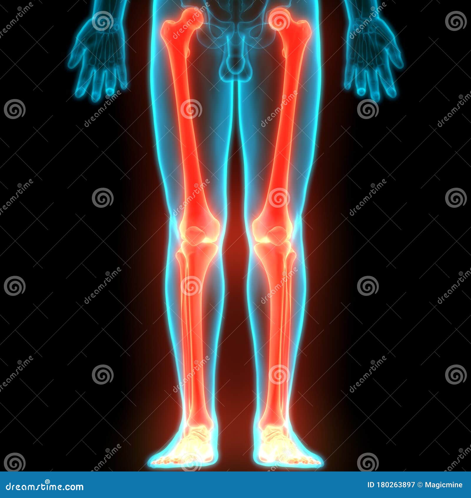 Human Skeleton System Leg Bone Joints Anatomy Stock Illustration ...