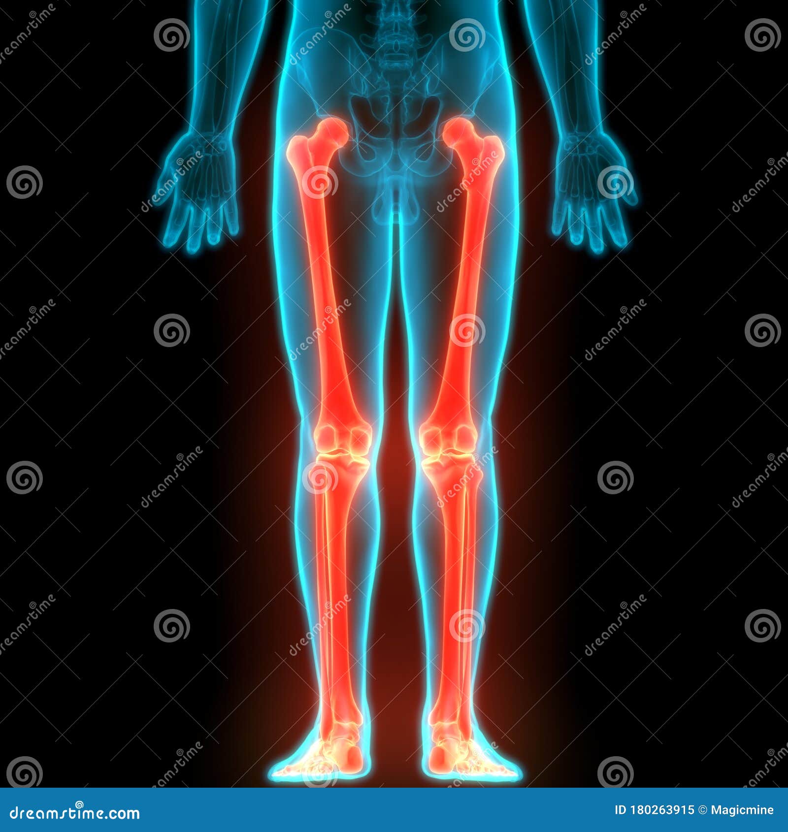 Human Skeleton System Leg Bone Joints Anatomy Stock Illustration ...