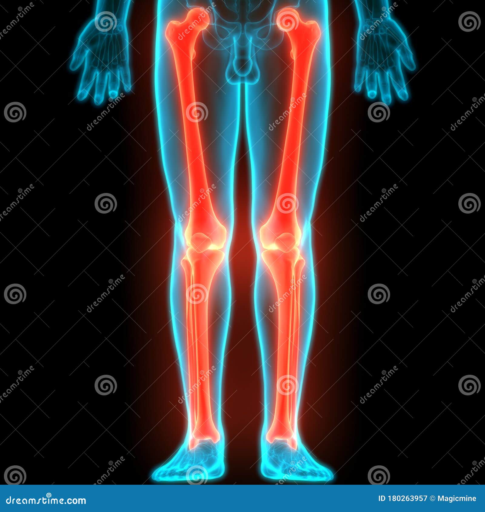 Human Skeleton System Leg Bone Joints Anatomy Stock Illustration ...