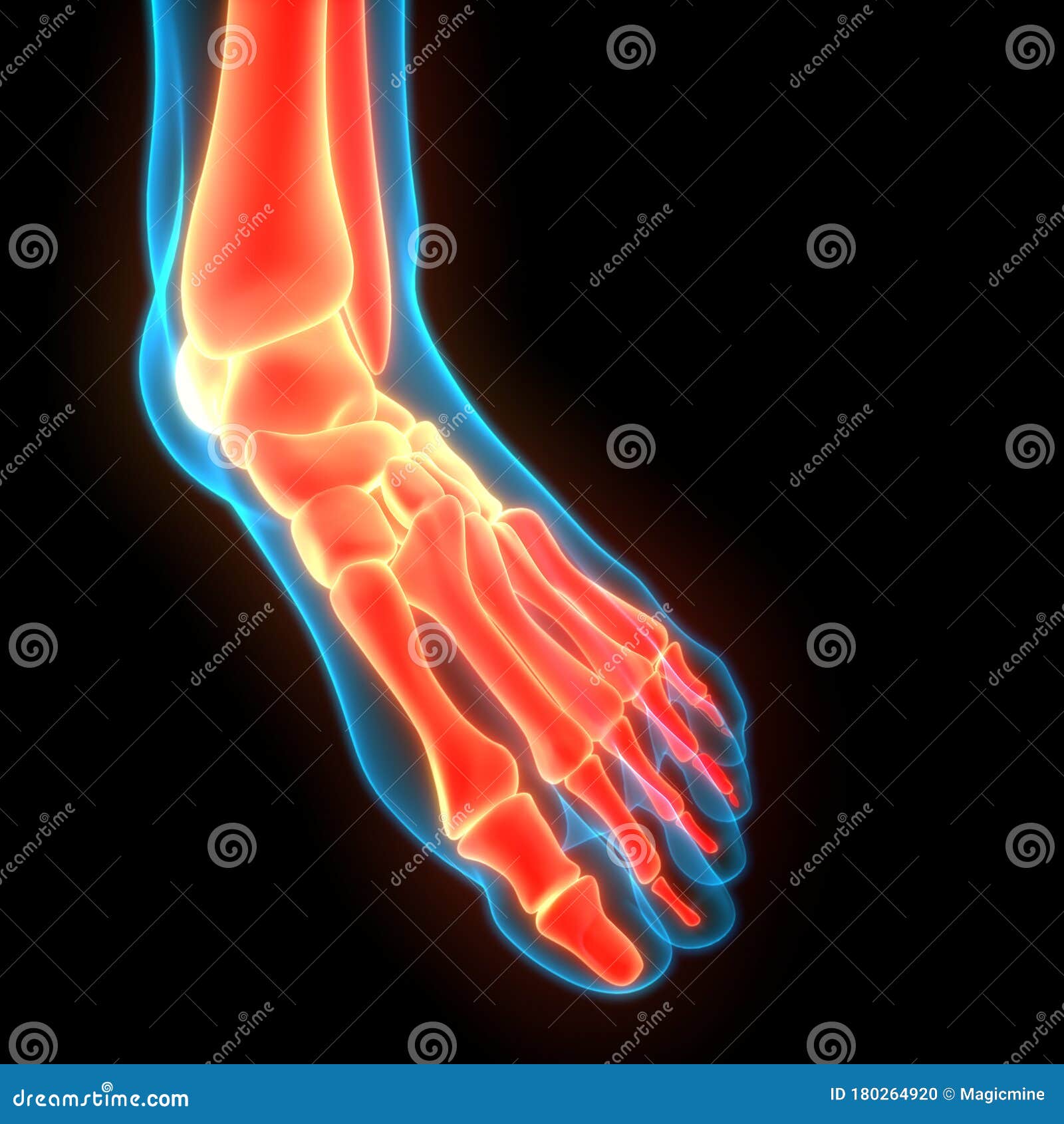 Human Skeleton System Leg Bone Joints Anatomy Stock Illustration ...