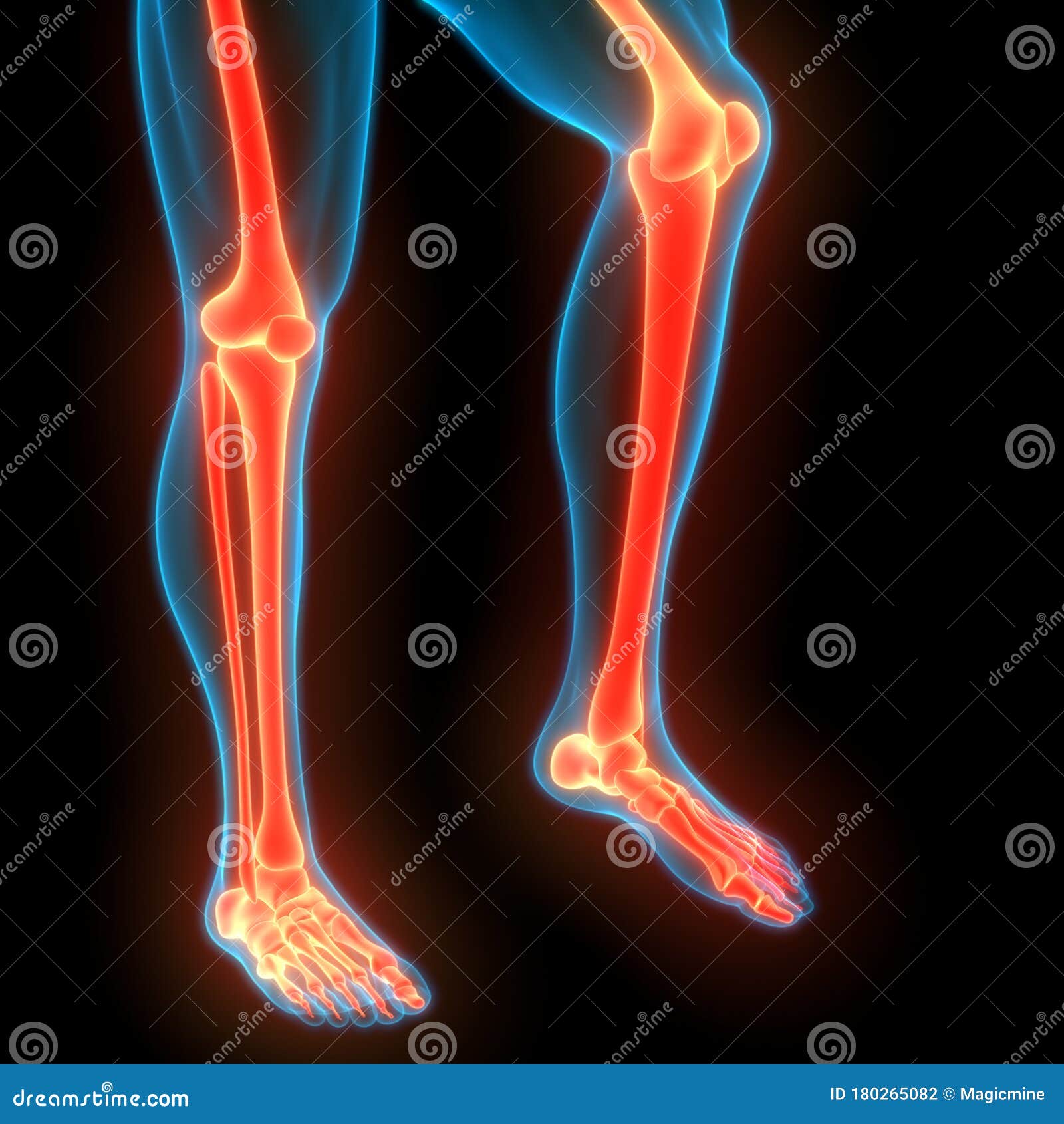 Human Skeleton System Leg Bone Joints Anatomy Stock Illustration ...