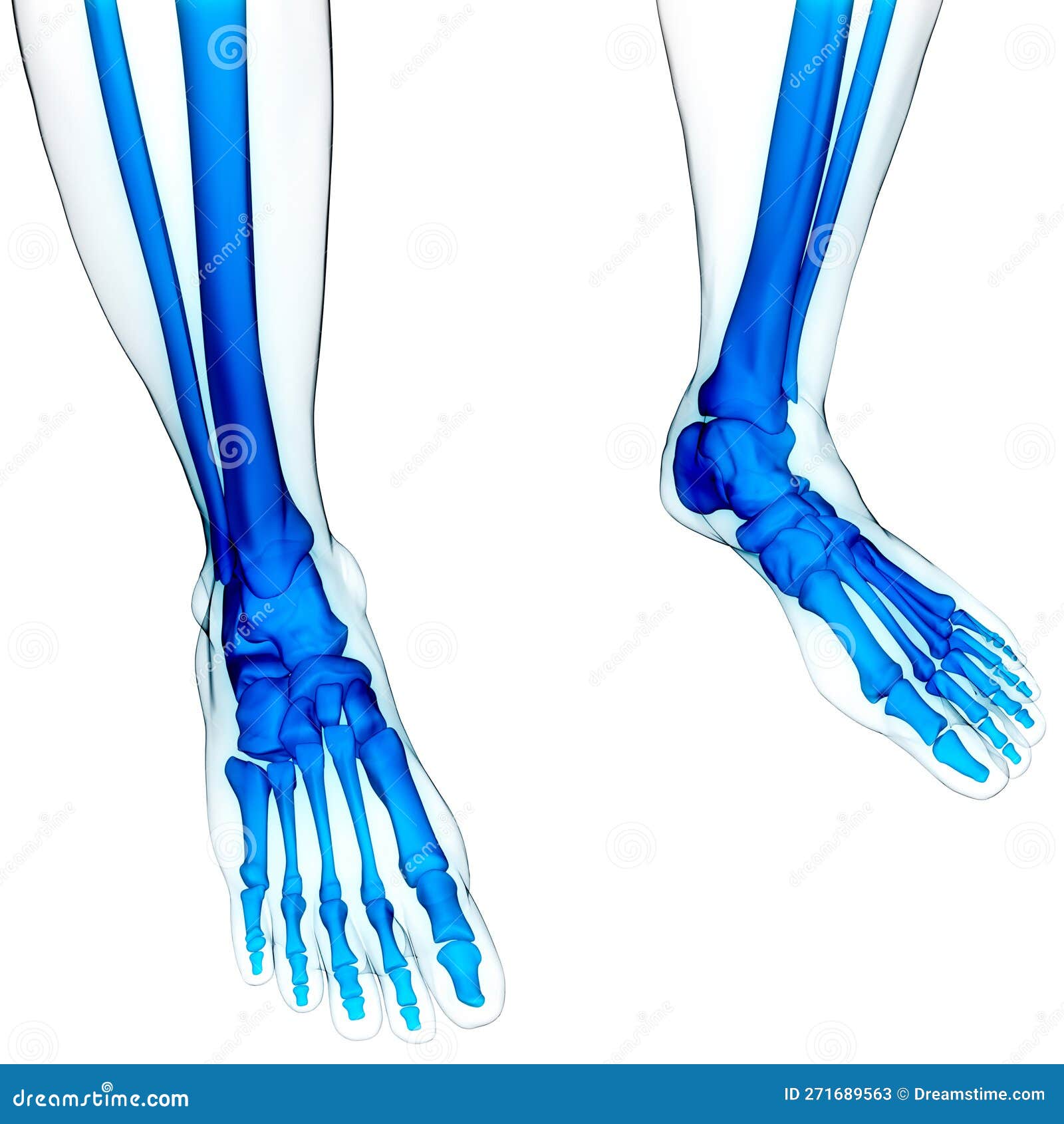 Human Skeleton System Leg Bone Joints Anatomy Stock Illustration ...