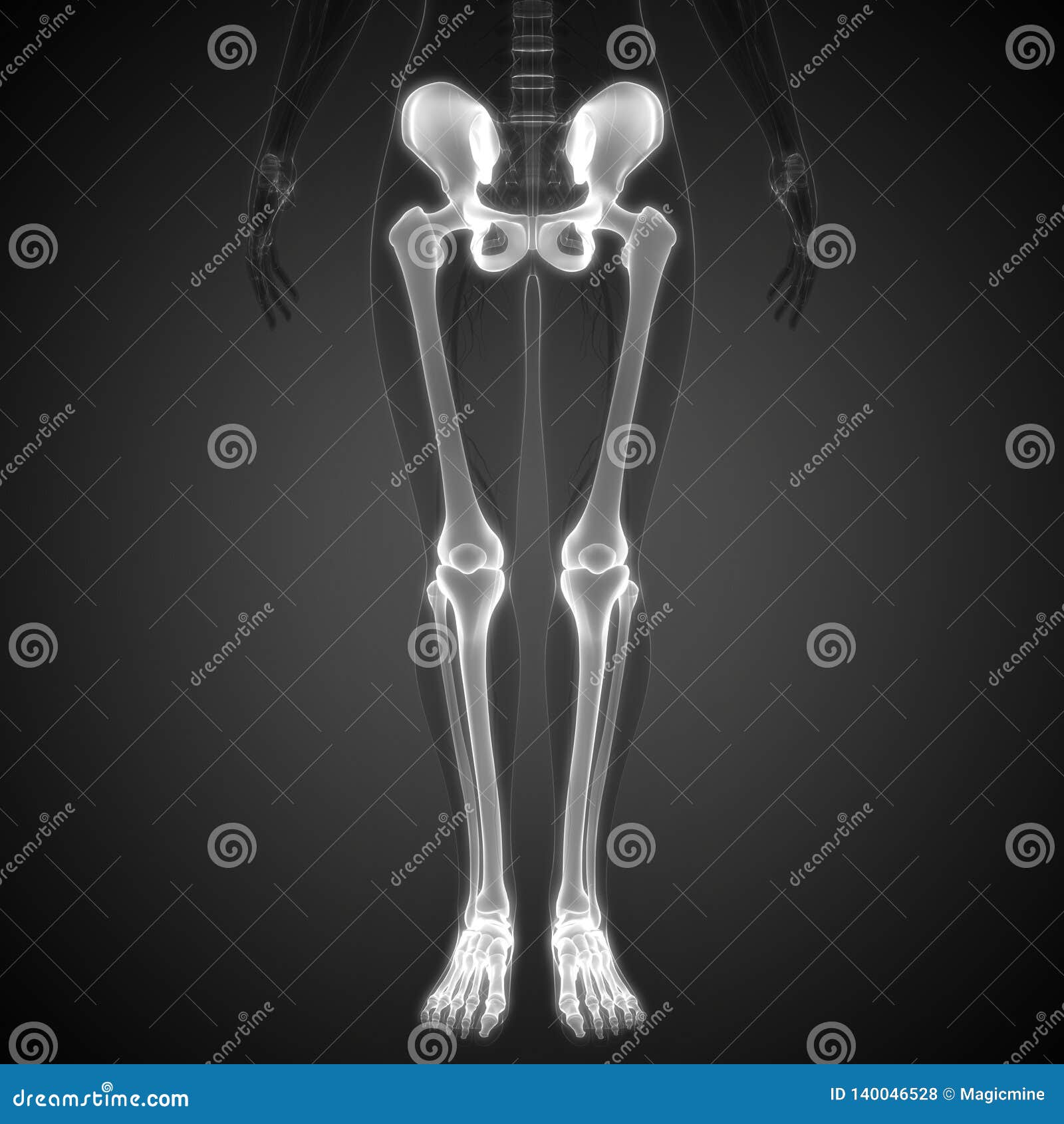Human Skeleton System Lower Limbs Anatomy Stock Illustration ...