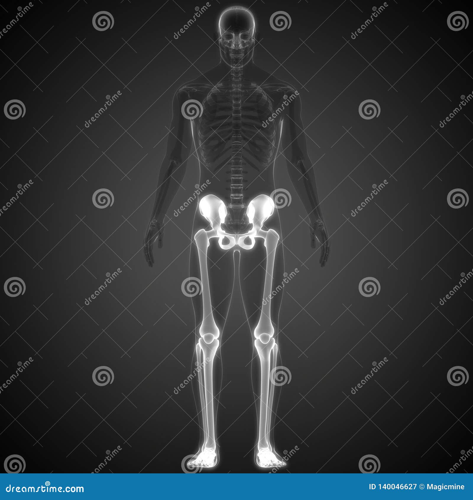 Human Skeleton System Lower Limbs Anatomy Stock Illustration ...