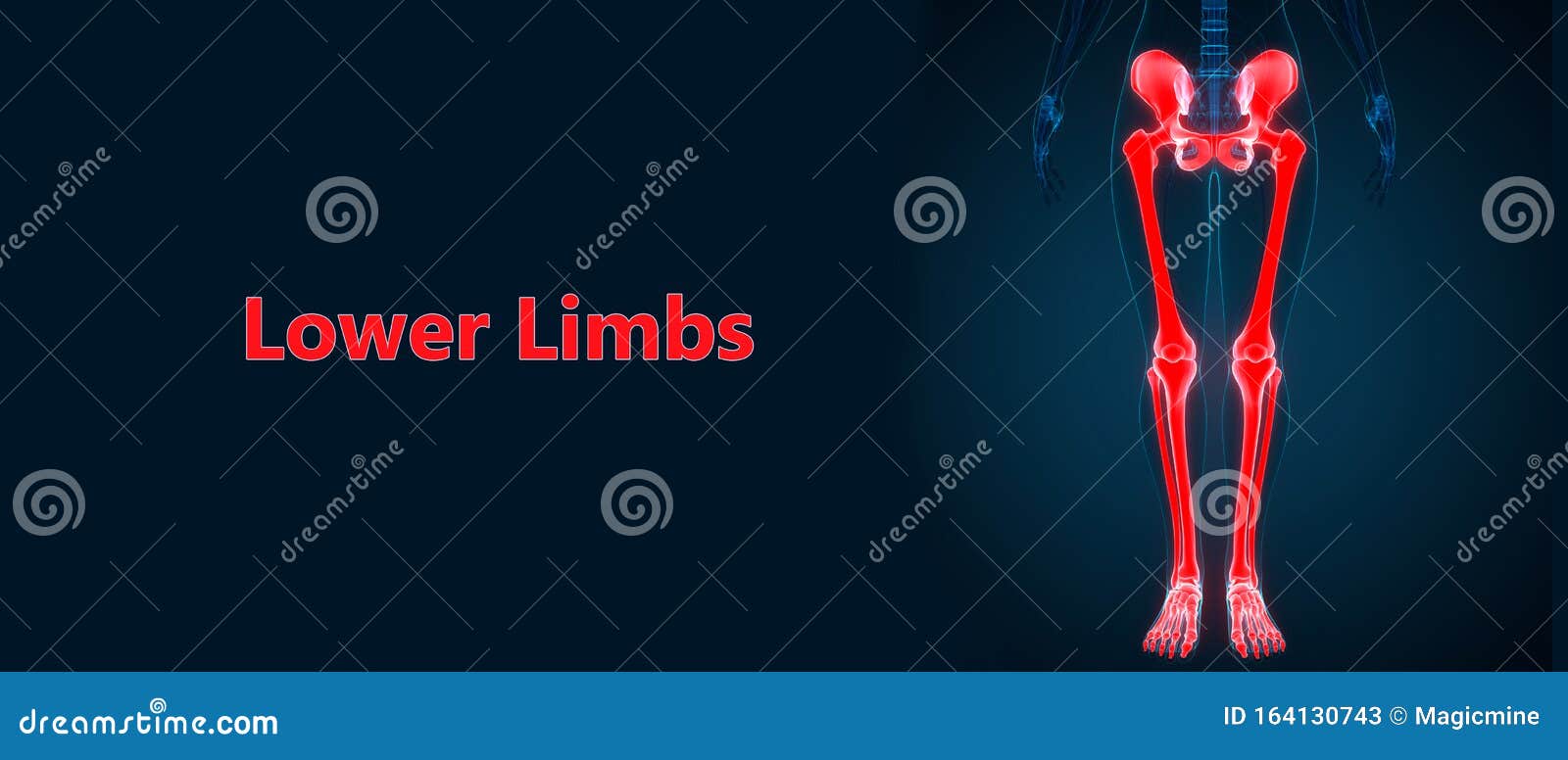 Lower Limbs Bone Joints Of Human Skeleton System Anatomy Stock Image ...