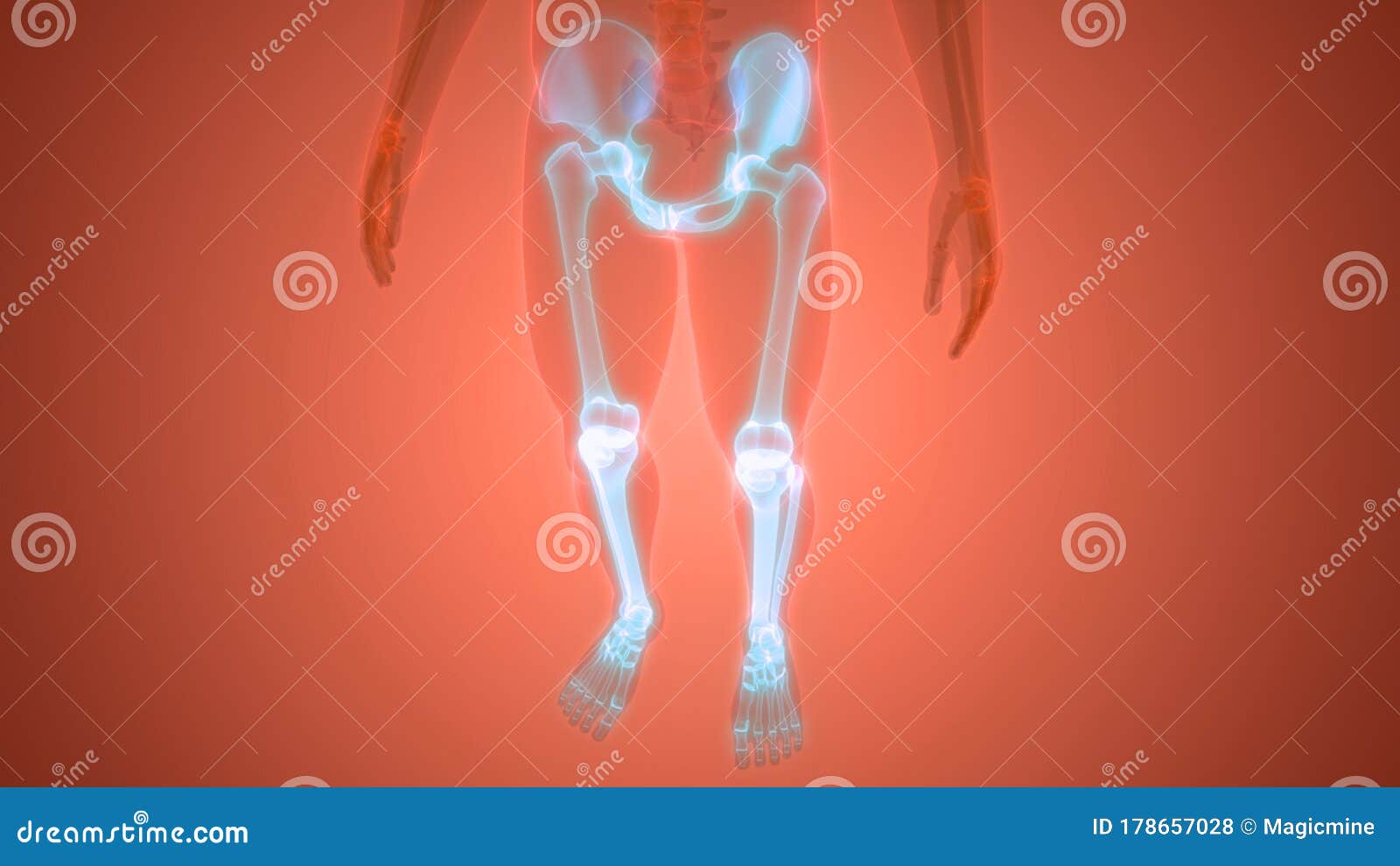 Human Skeleton System Lower Limbs Bone Joints Anatomy Stock ...