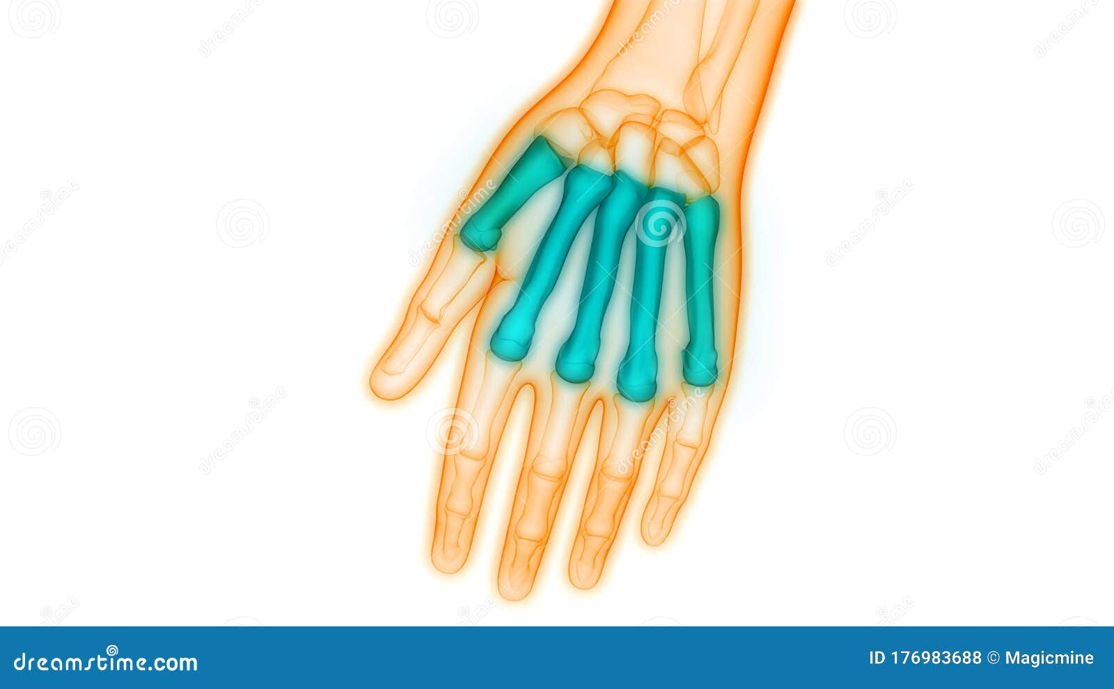 Human Skeleton System Metacarpal Bone Joints Anatomy Stock Illustration ...