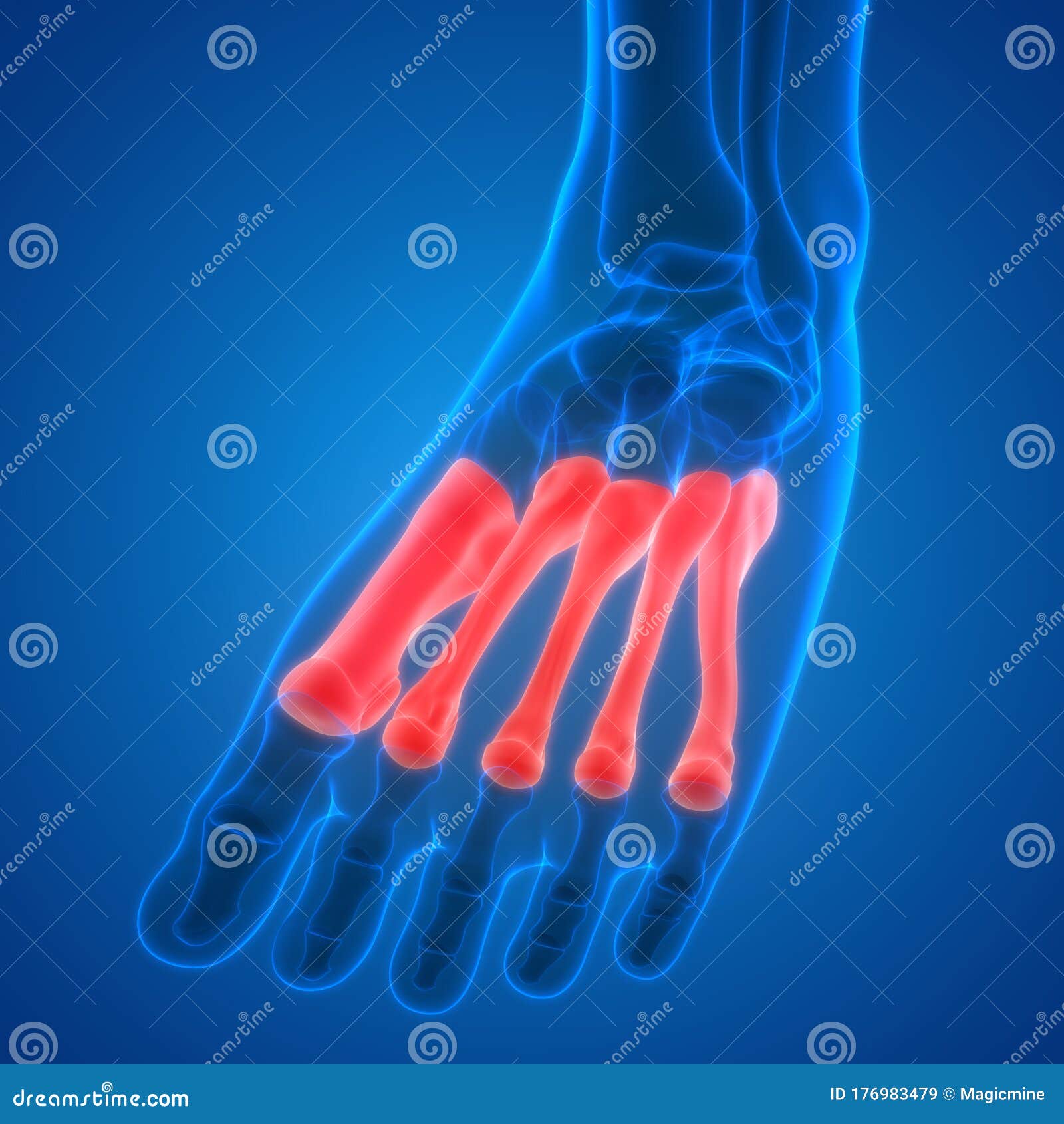 Human Skeleton System Metatarsals Bones Anatomy Stock Illustration ...