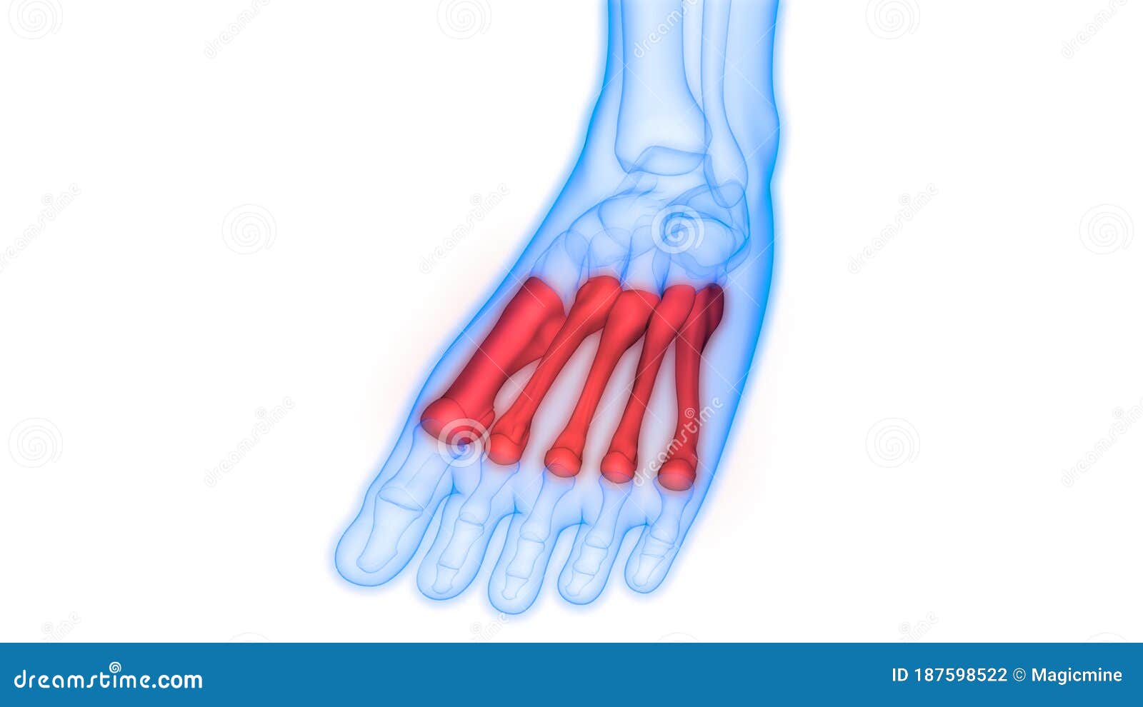 Human Skeleton System Metatarsals Bones Anatomy Stock Illustration ...