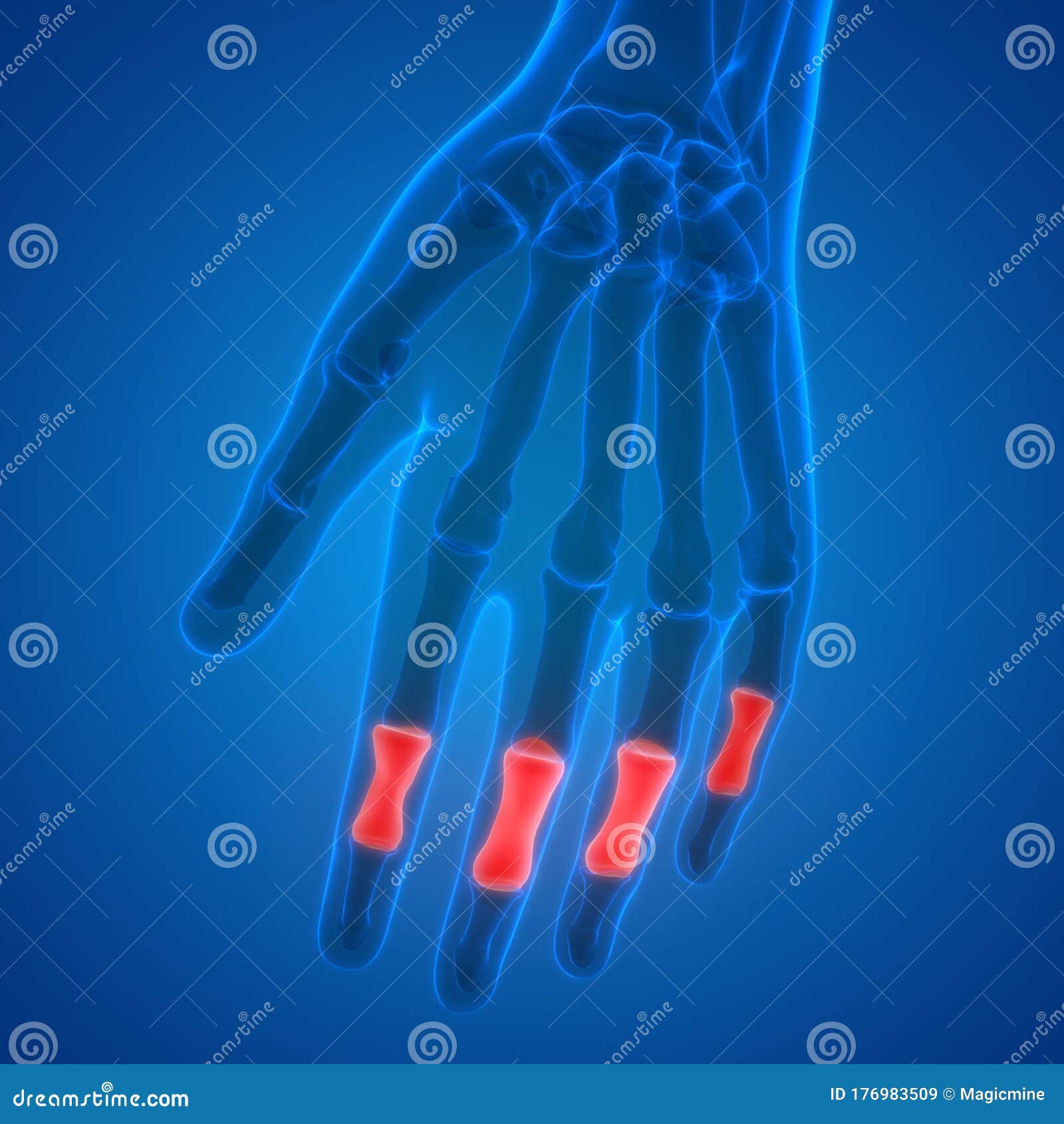 Human Skeleton System Middle Phalanges Joints Anatomy Royalty-Free ...