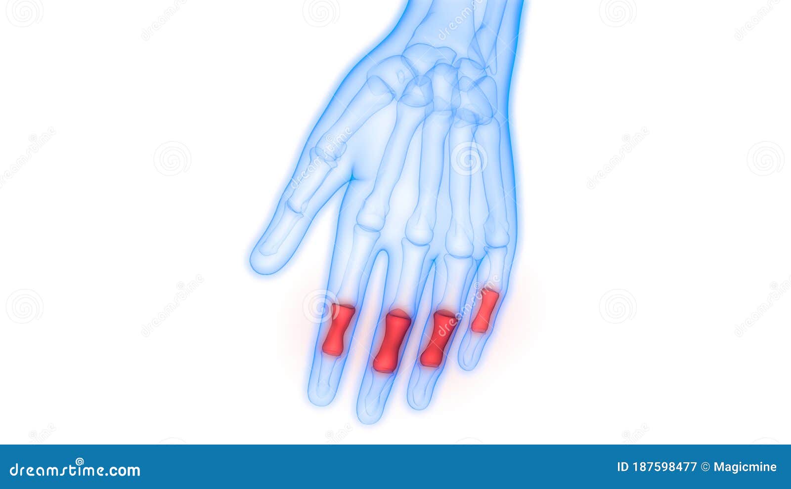 Human Skeleton System Middle Phalanges Joints Anatomy Royalty-Free ...