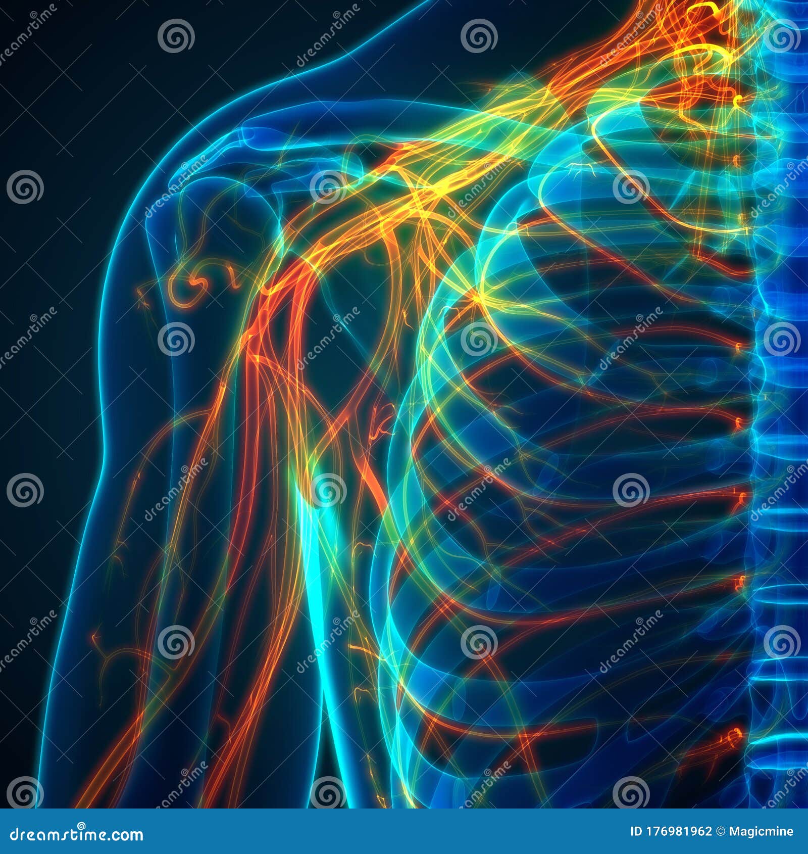 Human Skeleton System with Nervous System Anatomy Stock Illustration ...