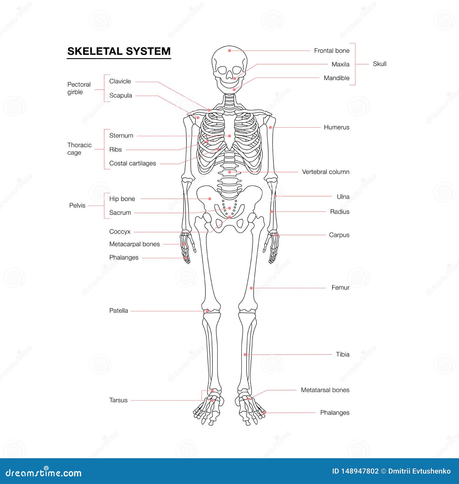 Human Skeleton System Outline Isolated on White Background Stock Vector ...