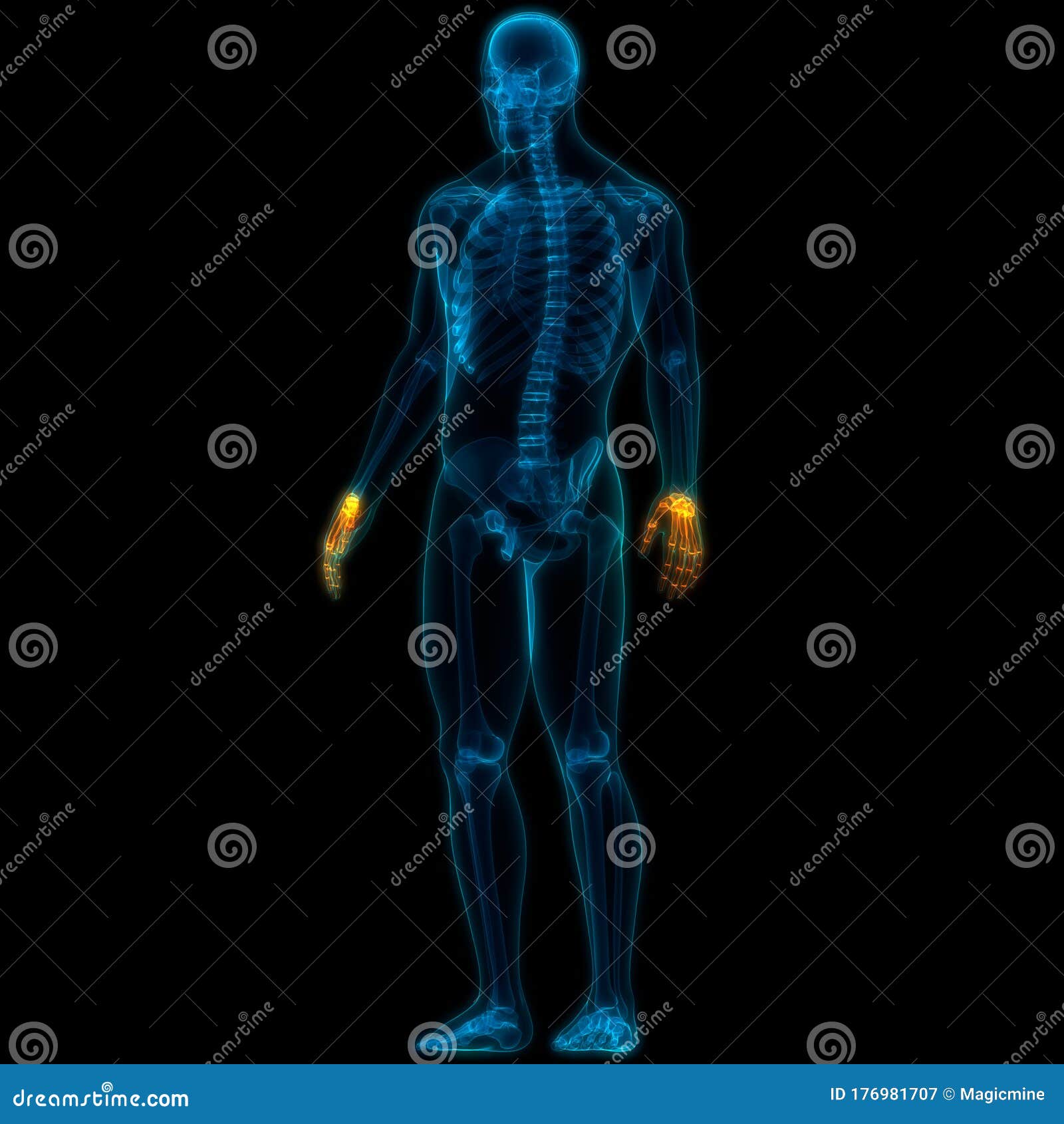 Human Skeleton System Palm Hand Bone Joints Anatomy Stock Illustration ...