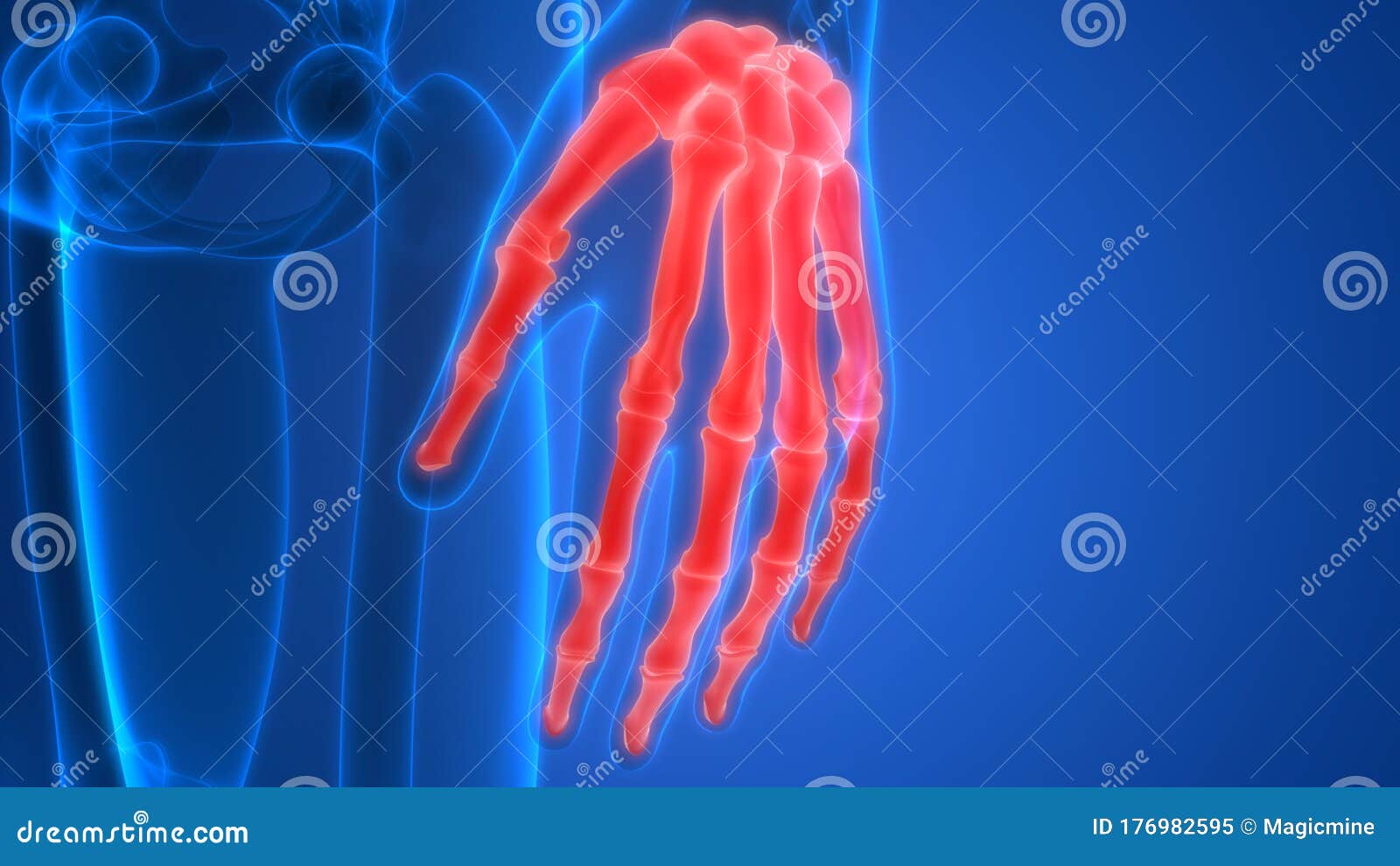 Human Skeleton System Palm Hand Bone Joints Anatomy Stock Image ...