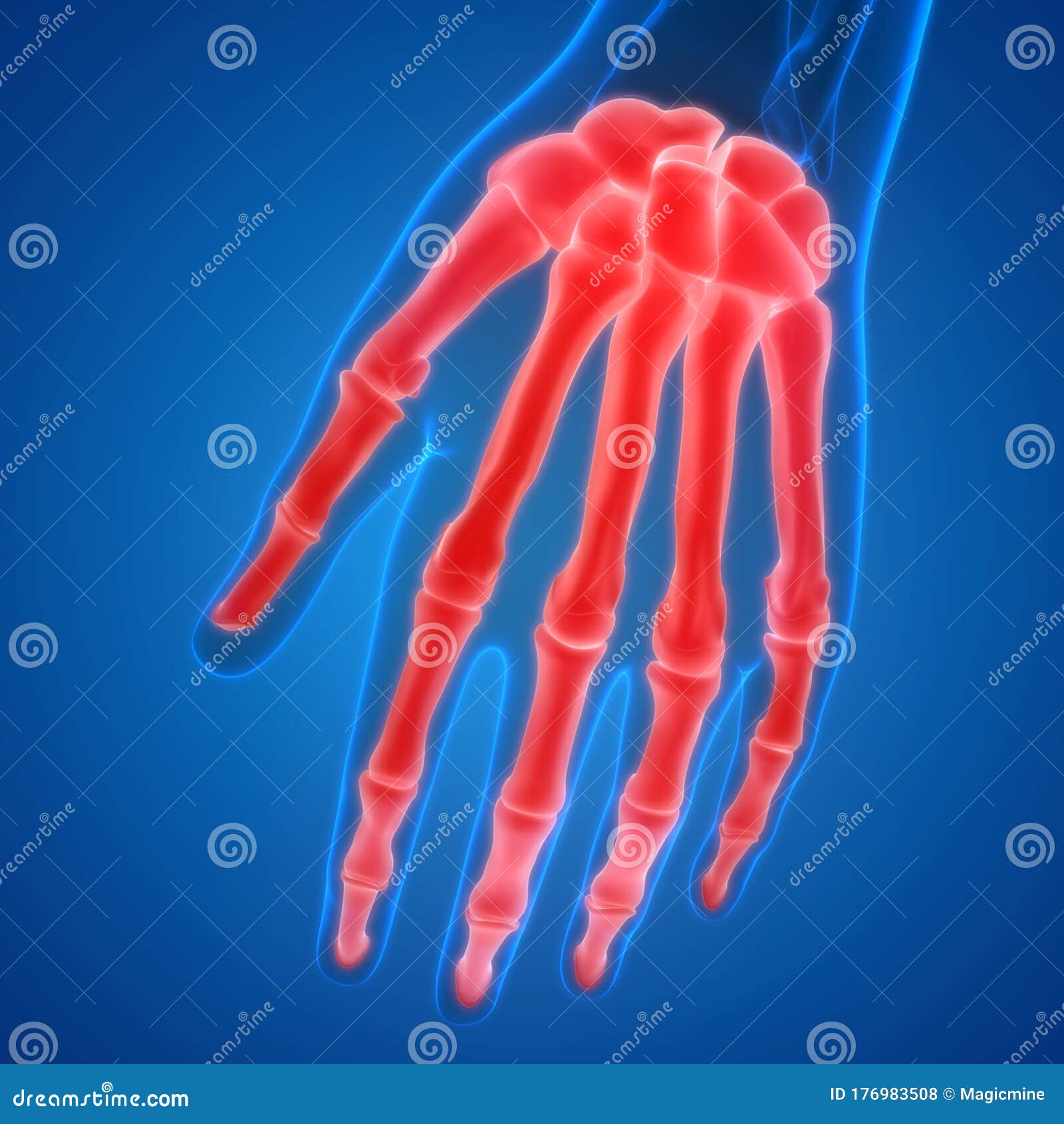 Palm Anatomy - Anatomy Bones Royalty-Free Stock Photography ...