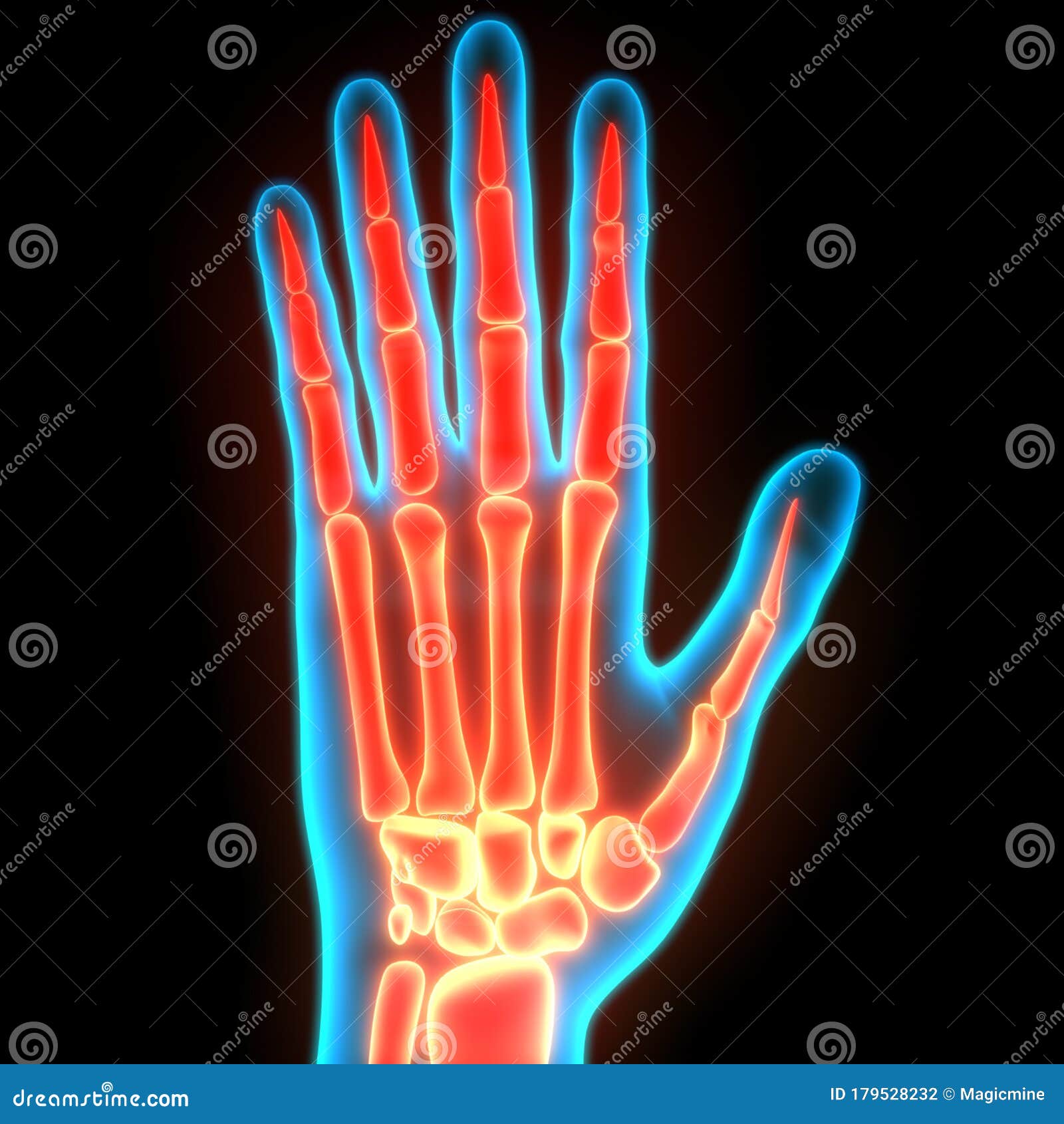 Palm Anatomy With Circulatory System Royalty-Free Stock Photography ...
