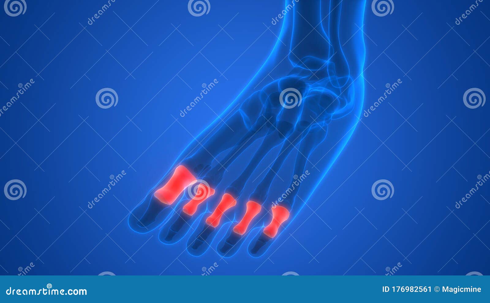 Human Skeleton System Phalanges Bones Anatomy Stock Illustration ...