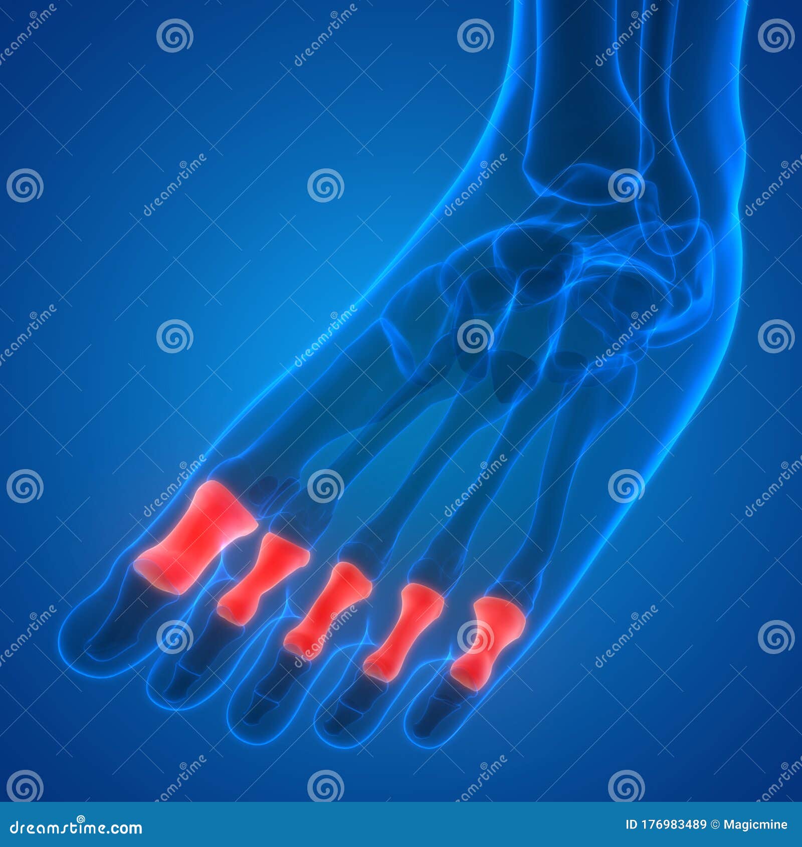 Human Skeleton System Phalanges Bones Anatomy Stock Illustration ...