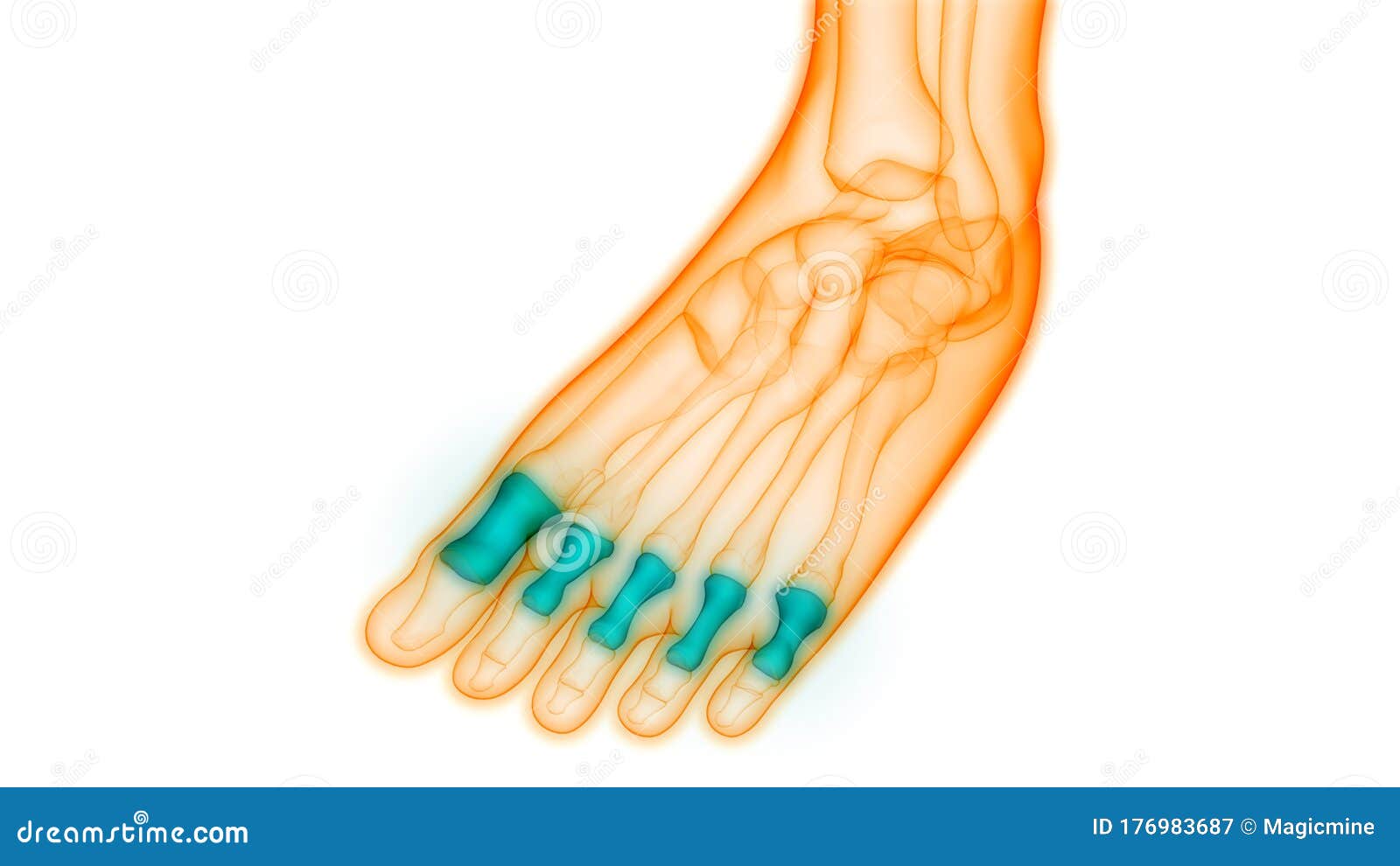 Human Skeleton System Phalanges Bones Anatomy Stock Image ...