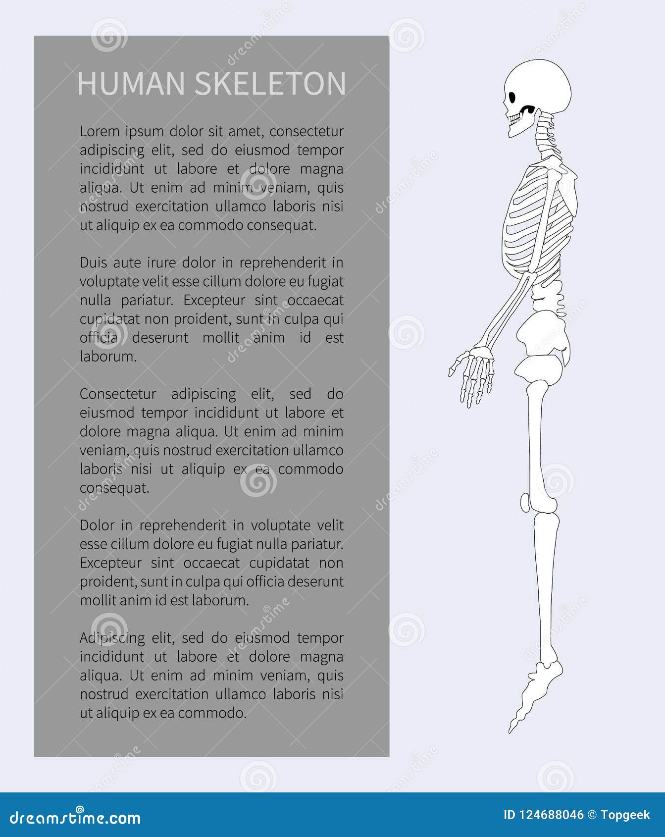 Human Skeleton System Poster Vector Illustration Stock Vector ...