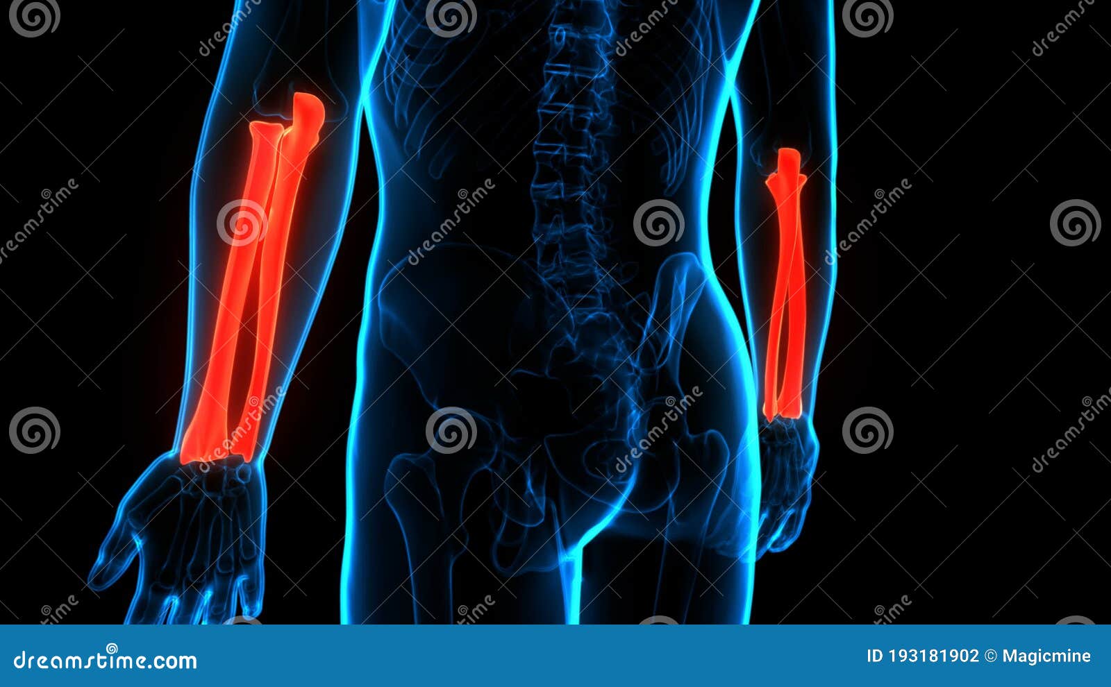 Human Skeleton System Radius and Ulna Bone Joints Anatomy Animation ...