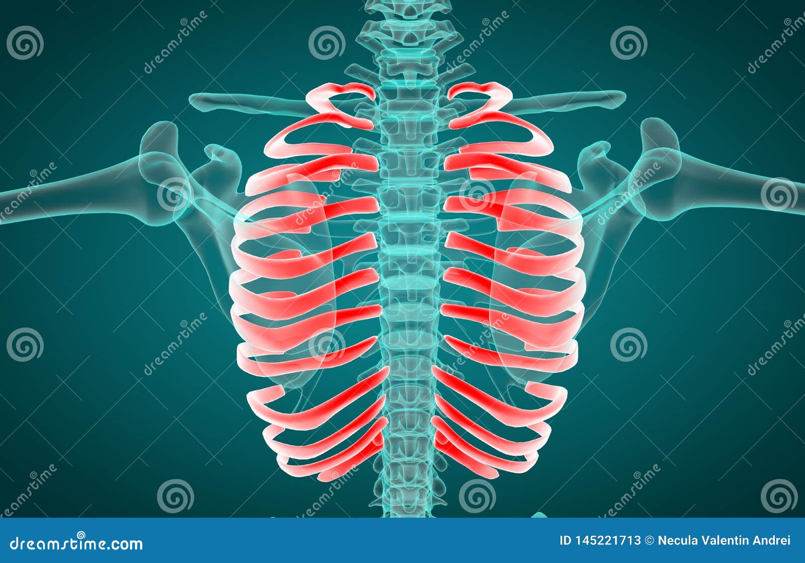 Human Skeleton System Rib Cage Anatomy Stock Illustration ...