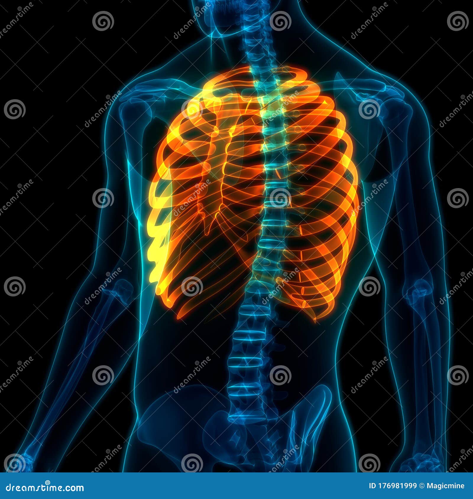 Human Skeleton System Rib Cage Anatomy Stock Illustration ...