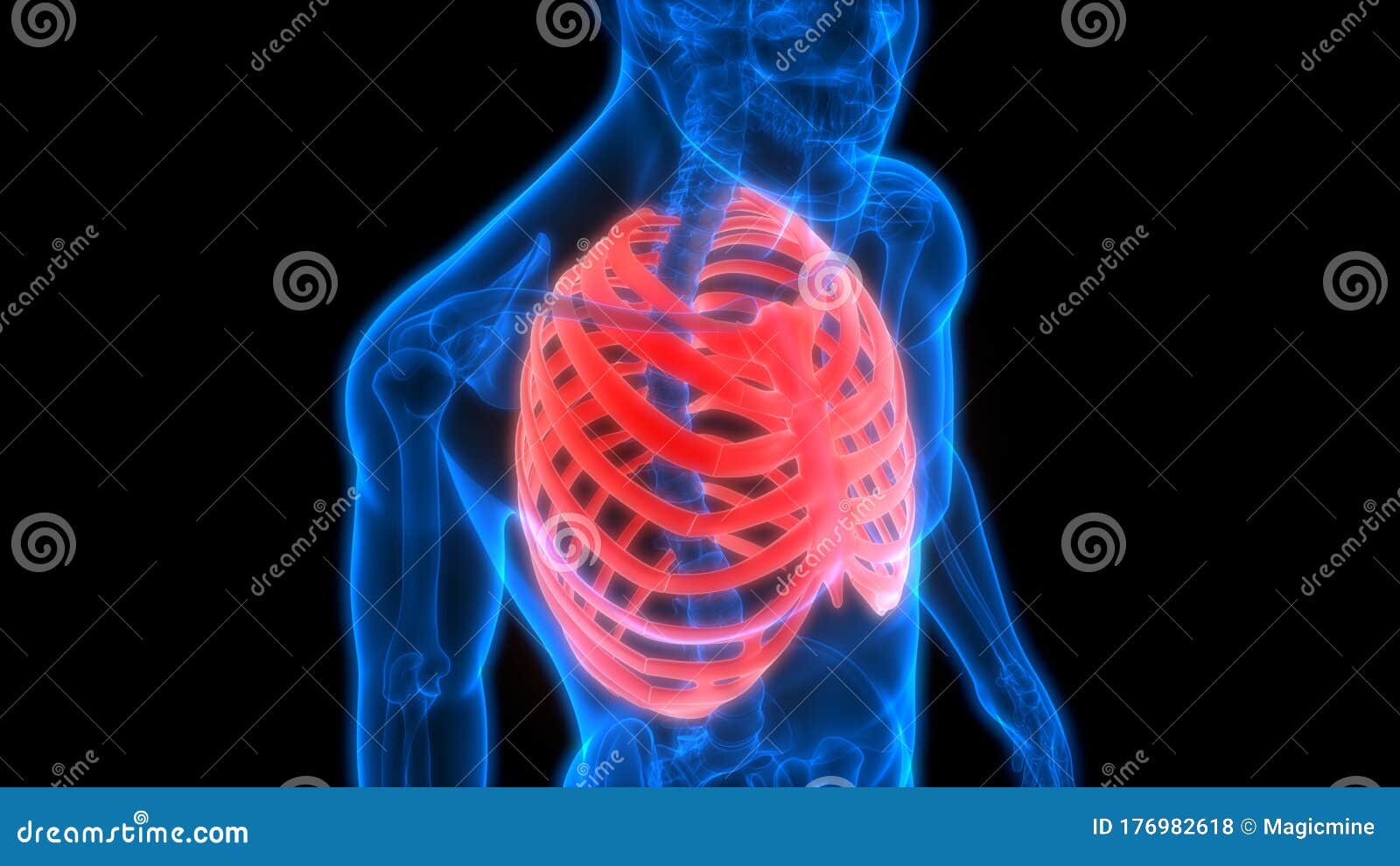 Rib Cage Anatomy, Labeled Vector Illustration Diagram | CartoonDealer ...