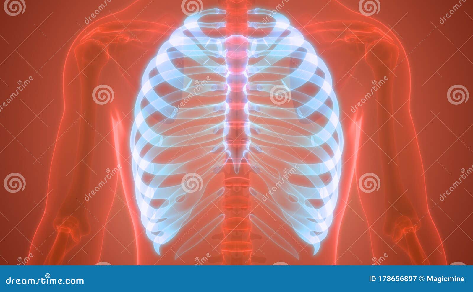 Skull With Rib Cage Royalty-Free Stock Image | CartoonDealer.com #43014658