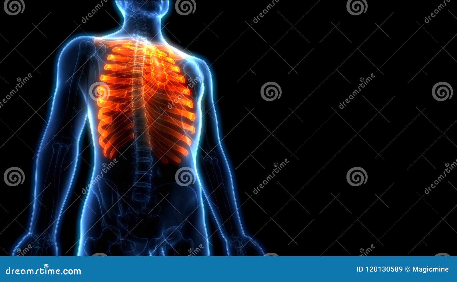 Human Skeleton System Rib Cage Bone Anatomy Stock Illustration ...