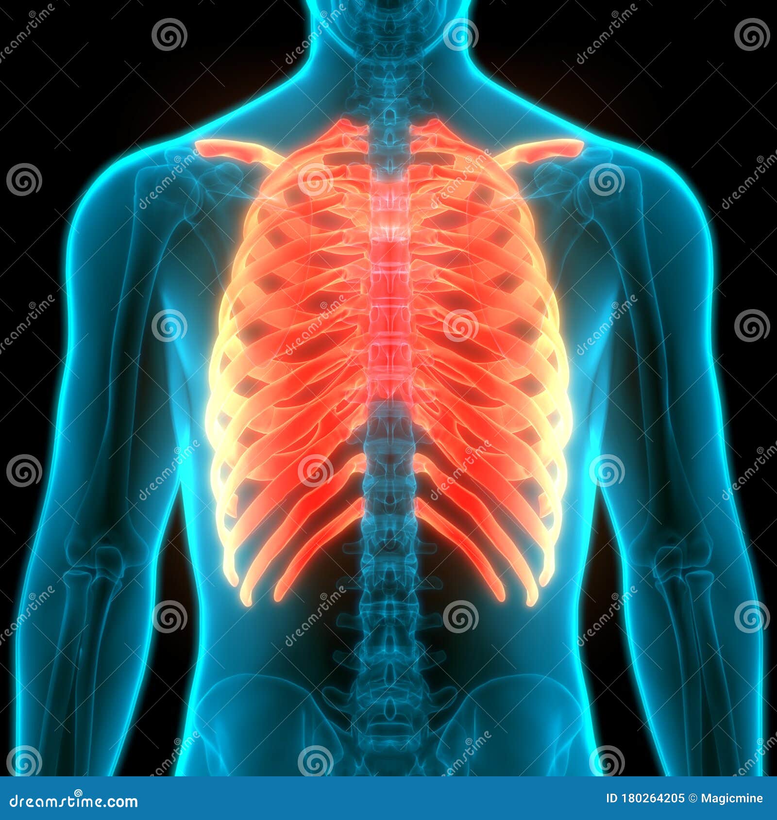 Human Skeleton System Rib Cage Bone Joints Anatomy Stock Illustration ...