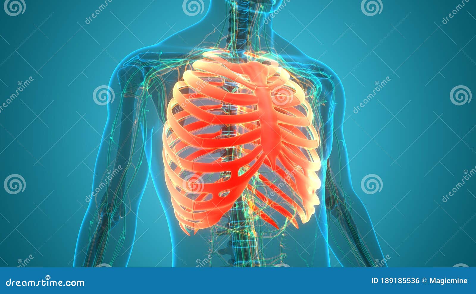 Human Skeleton System Rib Cage Bone Joints Anatomy Stock Illustration ...