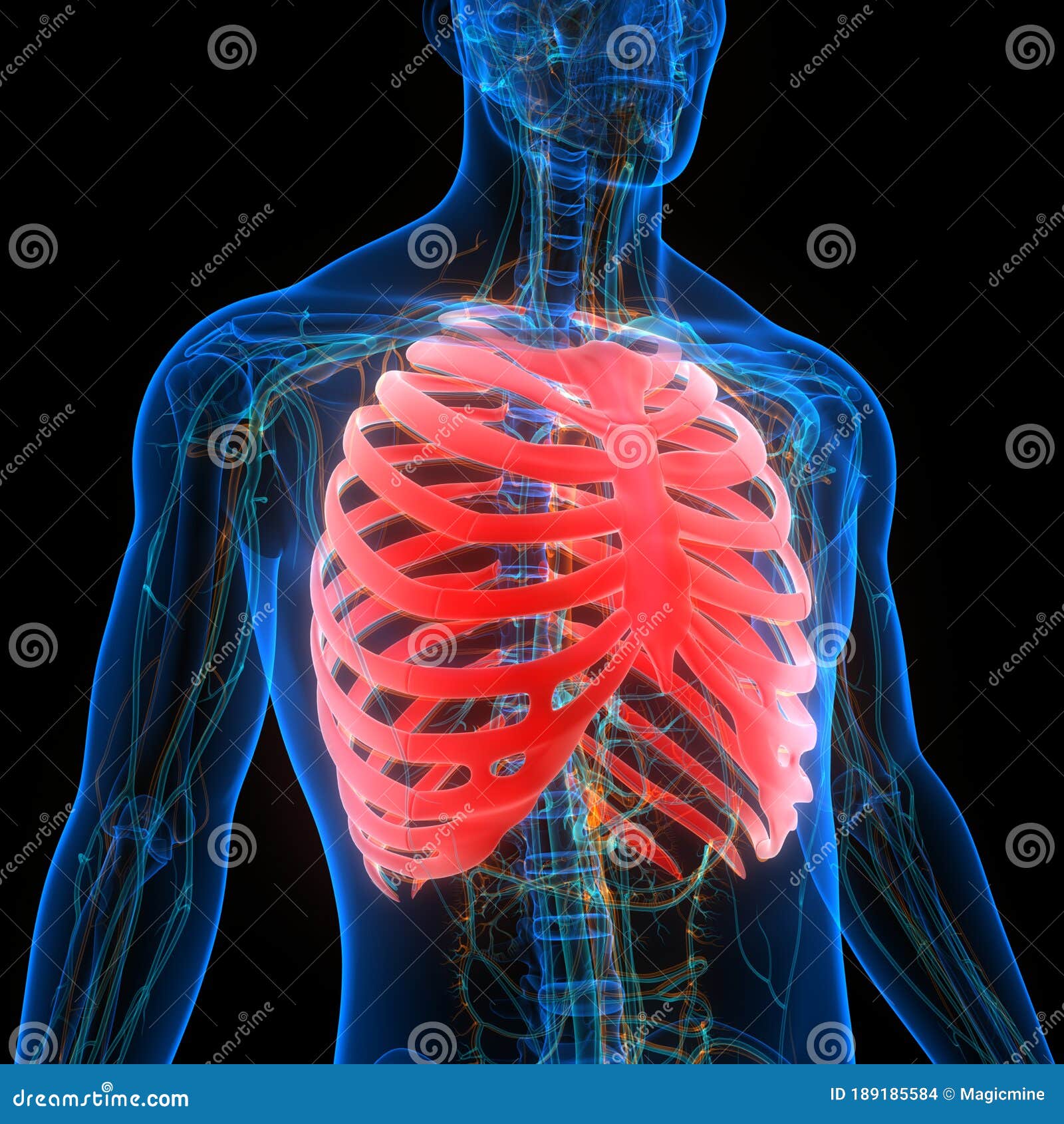 Human Skeleton System Rib Cage Bone Joints Anatomy Stock Illustration ...