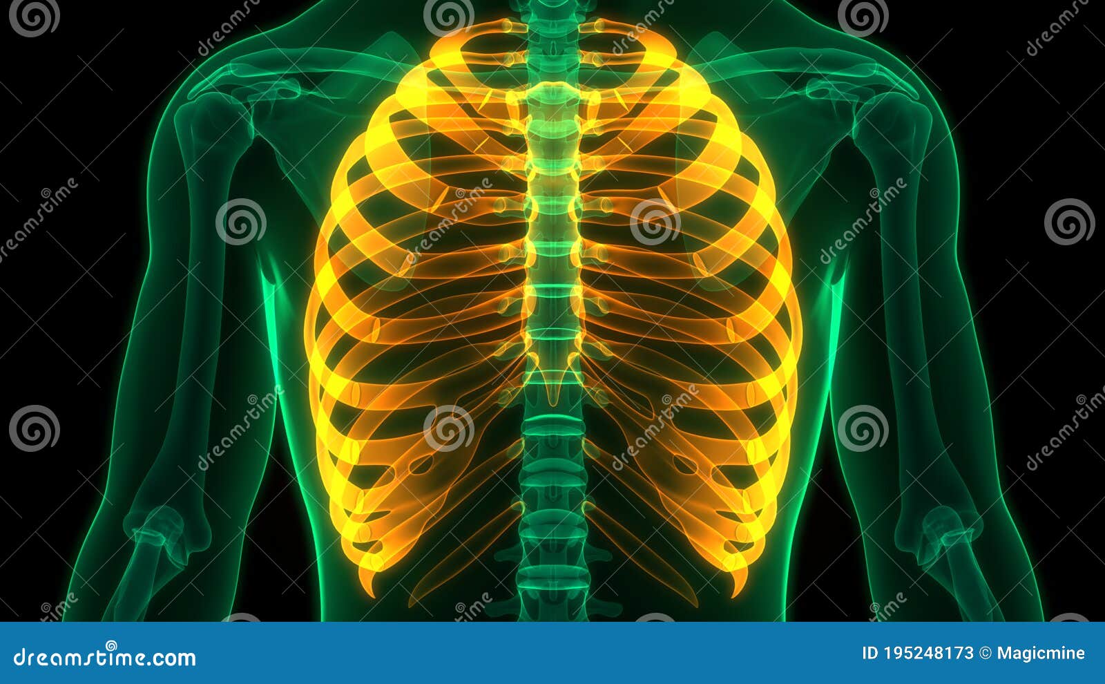 Human Skeleton System Rib Cage Bone Joints Anatomy Stock Illustration ...