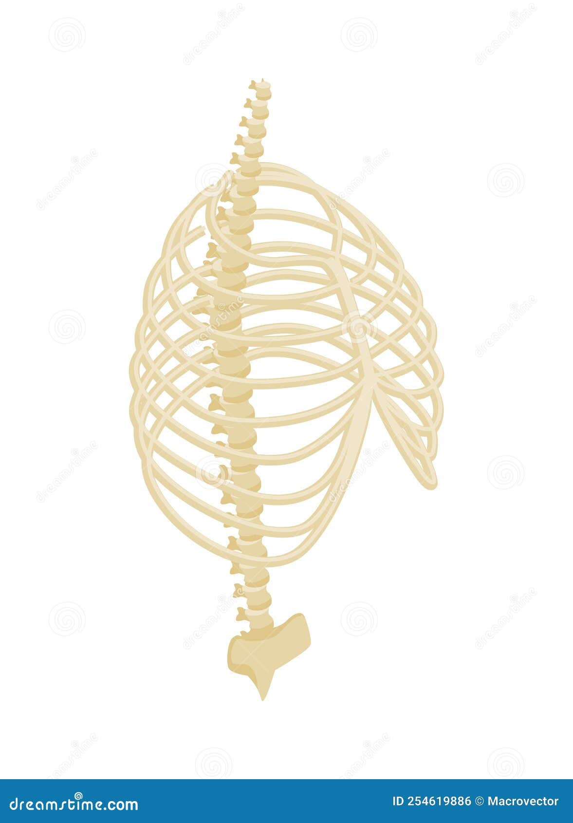 Isometric Skeleton Illustration Stock Vector - Illustration of skeleton ...