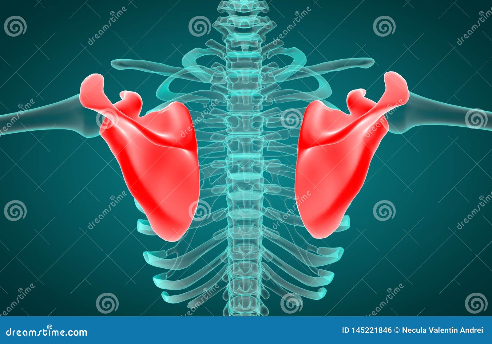 Human Skeleton System Scapula Anatomy Stock Illustration - Illustration ...