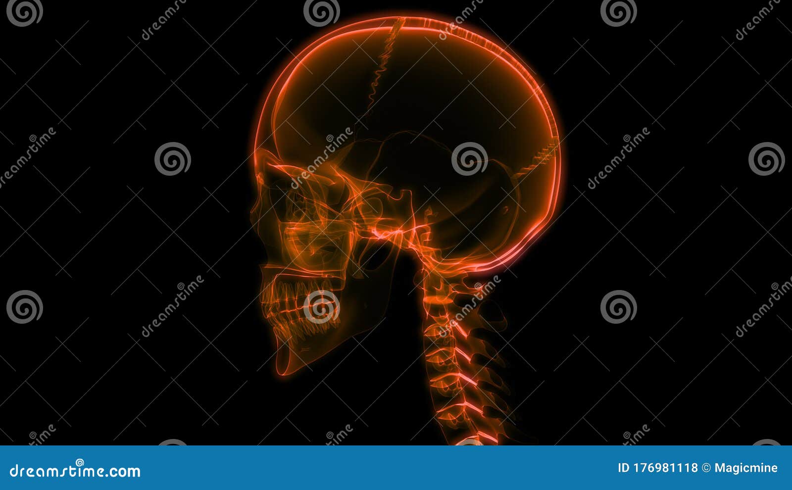 Human Skeleton System Skull Bone Joints Anatomy Stock Illustration ...