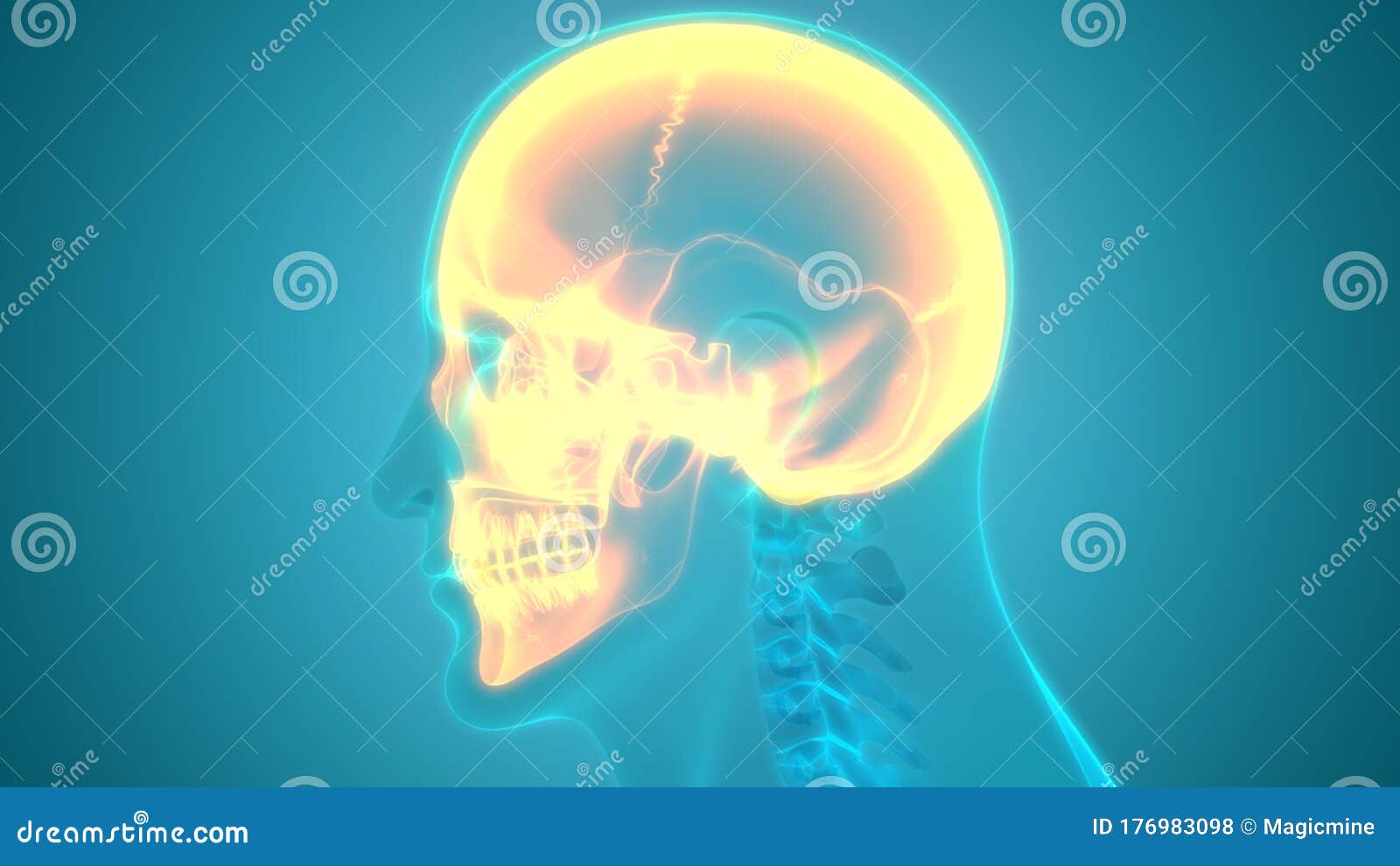 Human Skeleton System Skull Bone Joints Anatomy Stock Illustration ...