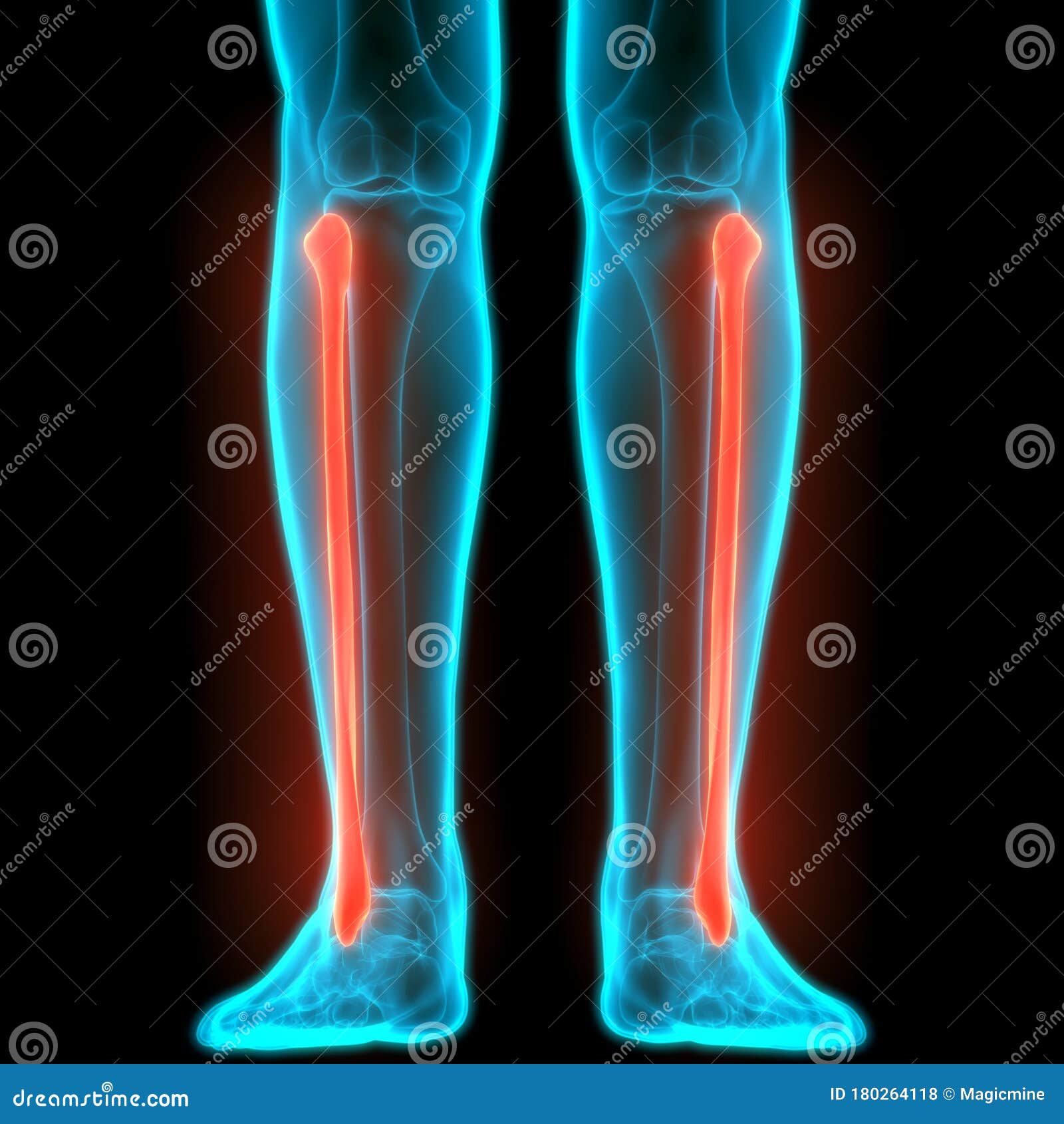 Human Skeleton System Tibia Bone Joints Anatomy Stock Illustration ...