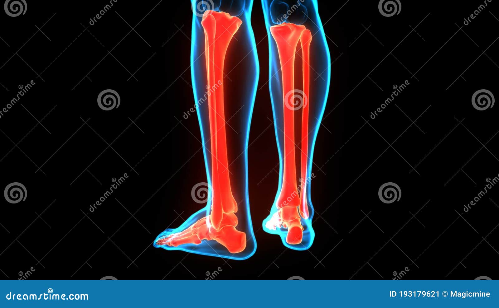 Human Skeleton System Tibia and Fibula Bone Joints Anatomy Animation ...