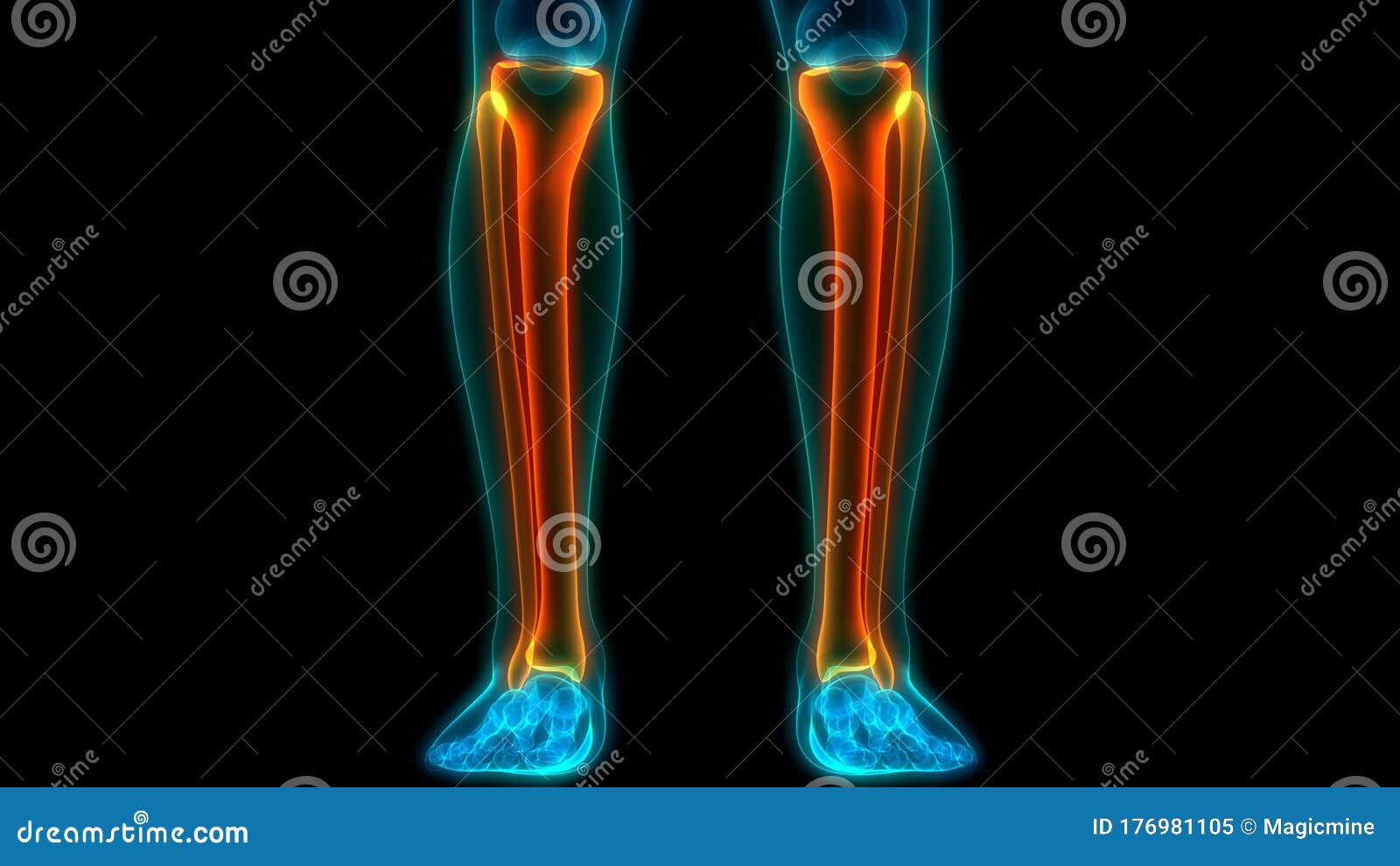 Humerus,tibia,femur,fibula,clavicle,sternum,scapula,mandible,axial ...