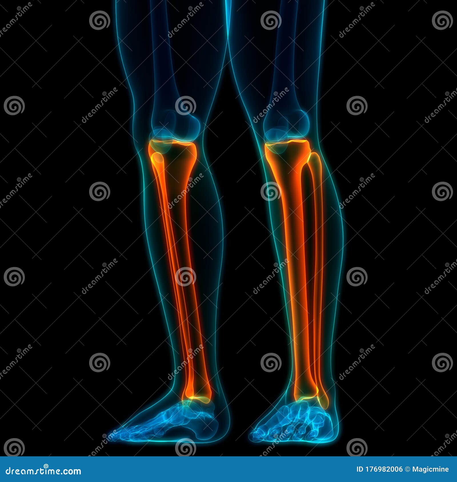 Human Skeleton System Tibia And Fibula Bone Joints Anatomy Stock Photo ...