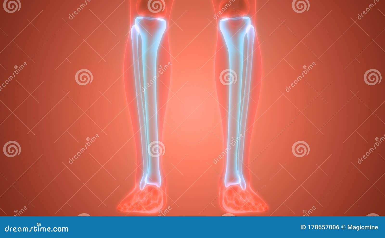 Human Skeleton System Tibia and Fibula Bone Joints Anatomy Stock ...
