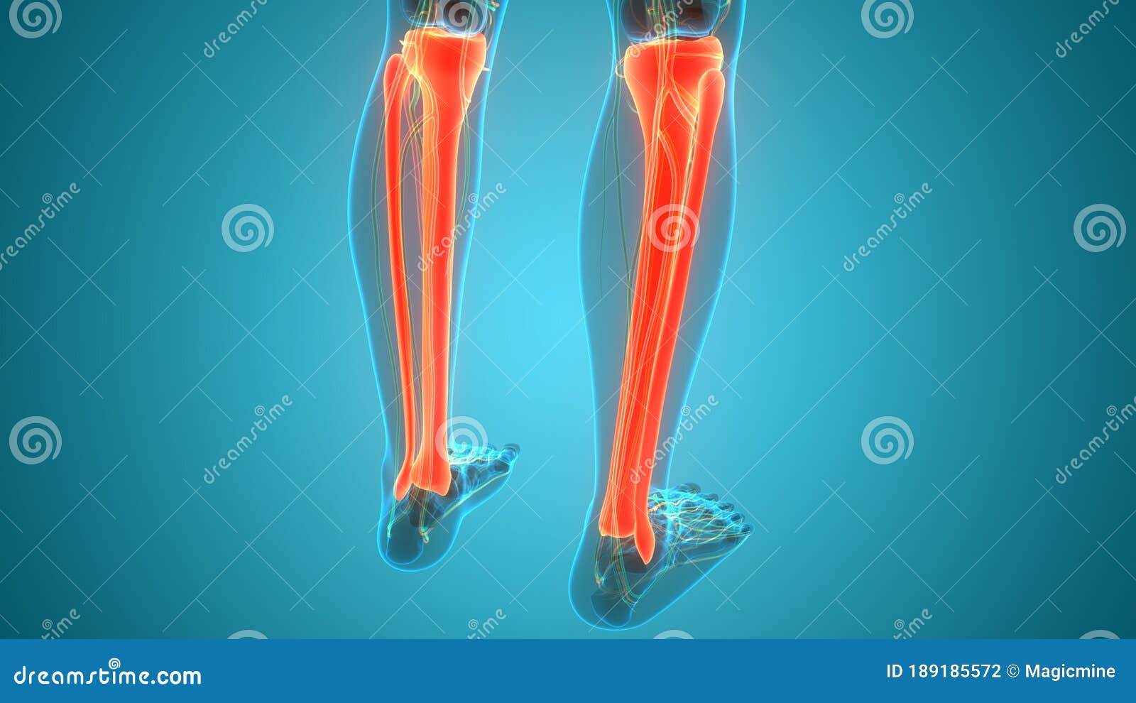 Human Skeleton System Tibia and Fibula Bone Joints Anatomy Stock ...