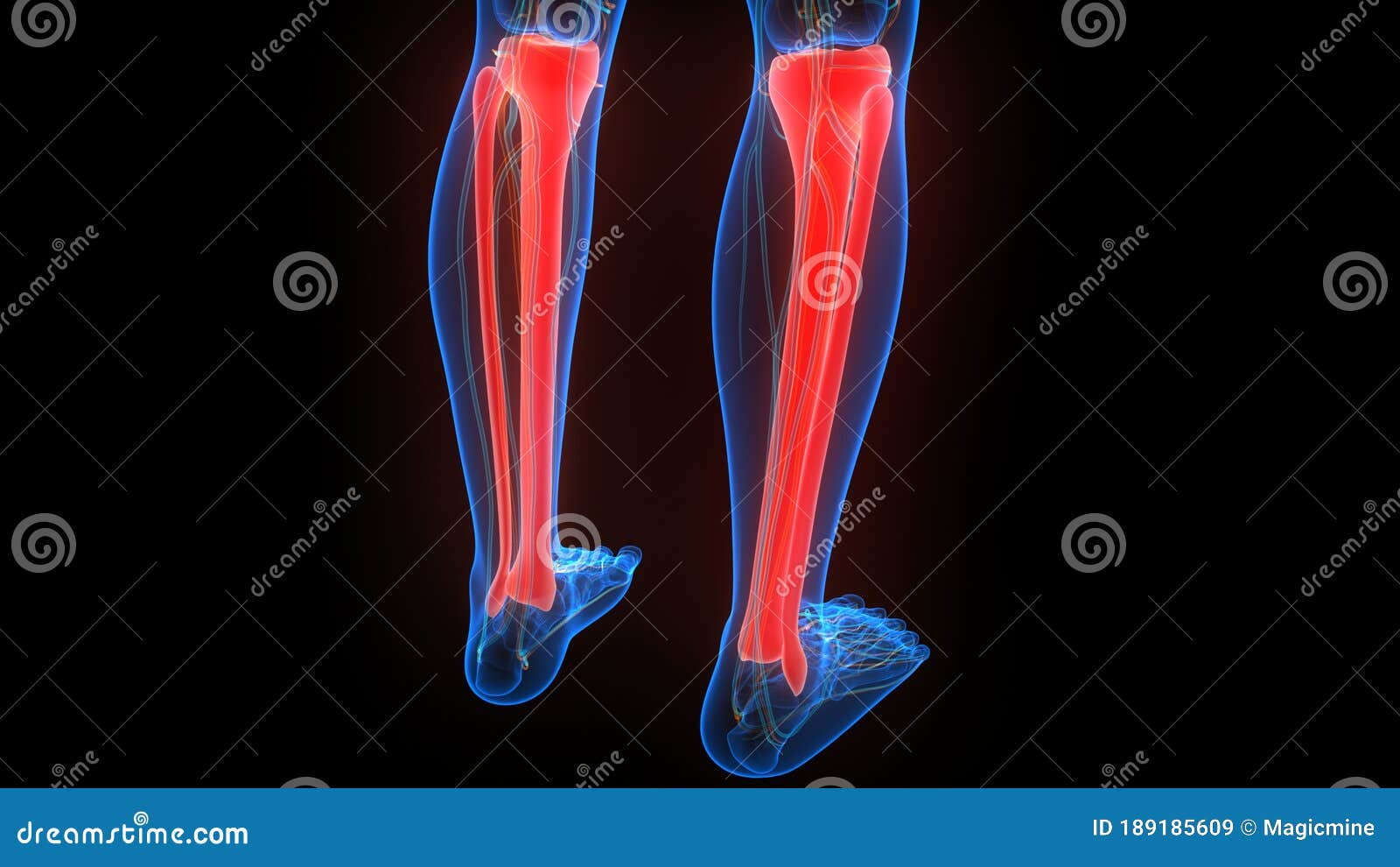 Human Skeleton System Tibia and Fibula Bone Joints Anatomy Stock ...