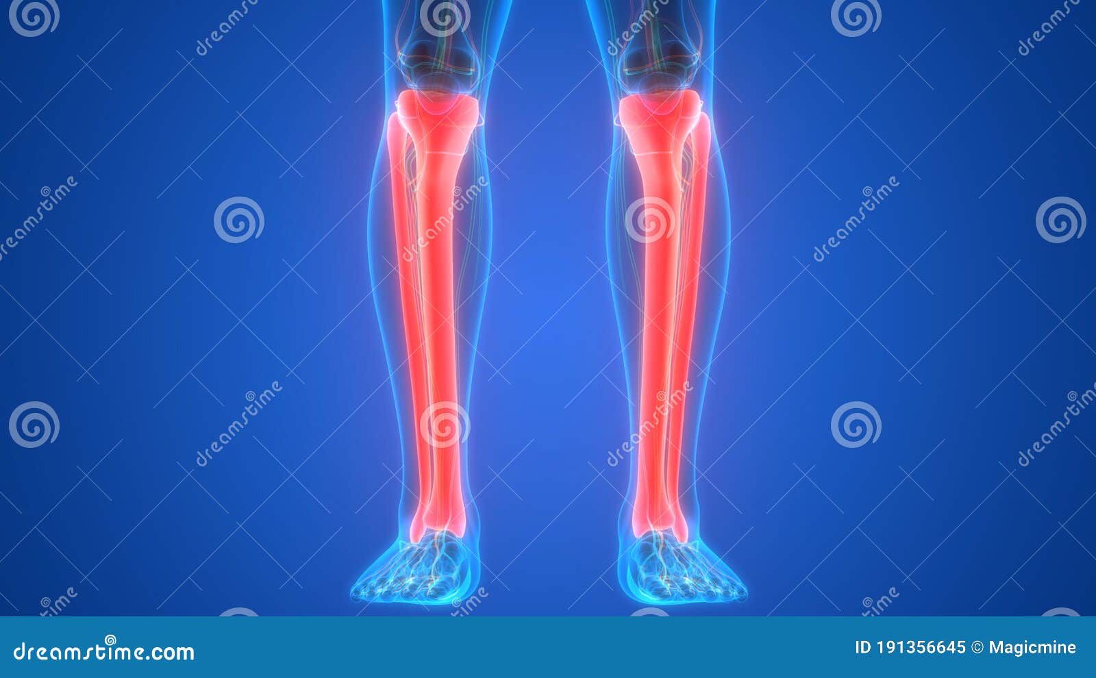 Human Skeleton System Tibia and Fibula Bone Joints Anatomy Stock ...