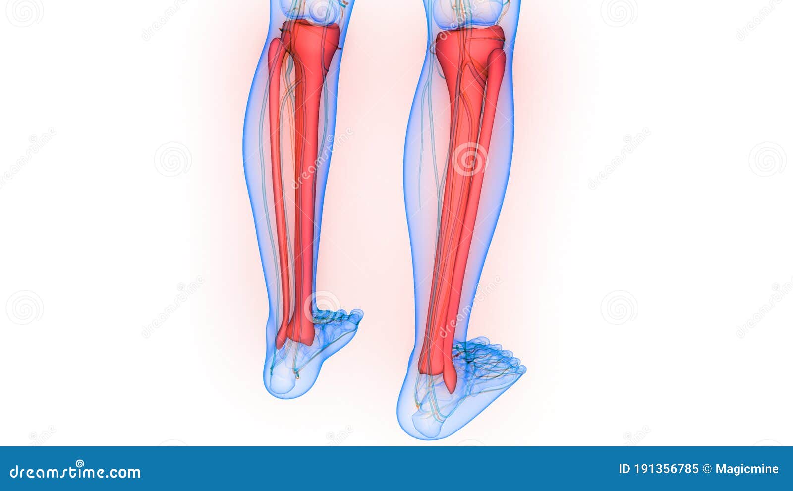 Human Skeleton System Tibia and Fibula Bone Joints Anatomy Stock ...