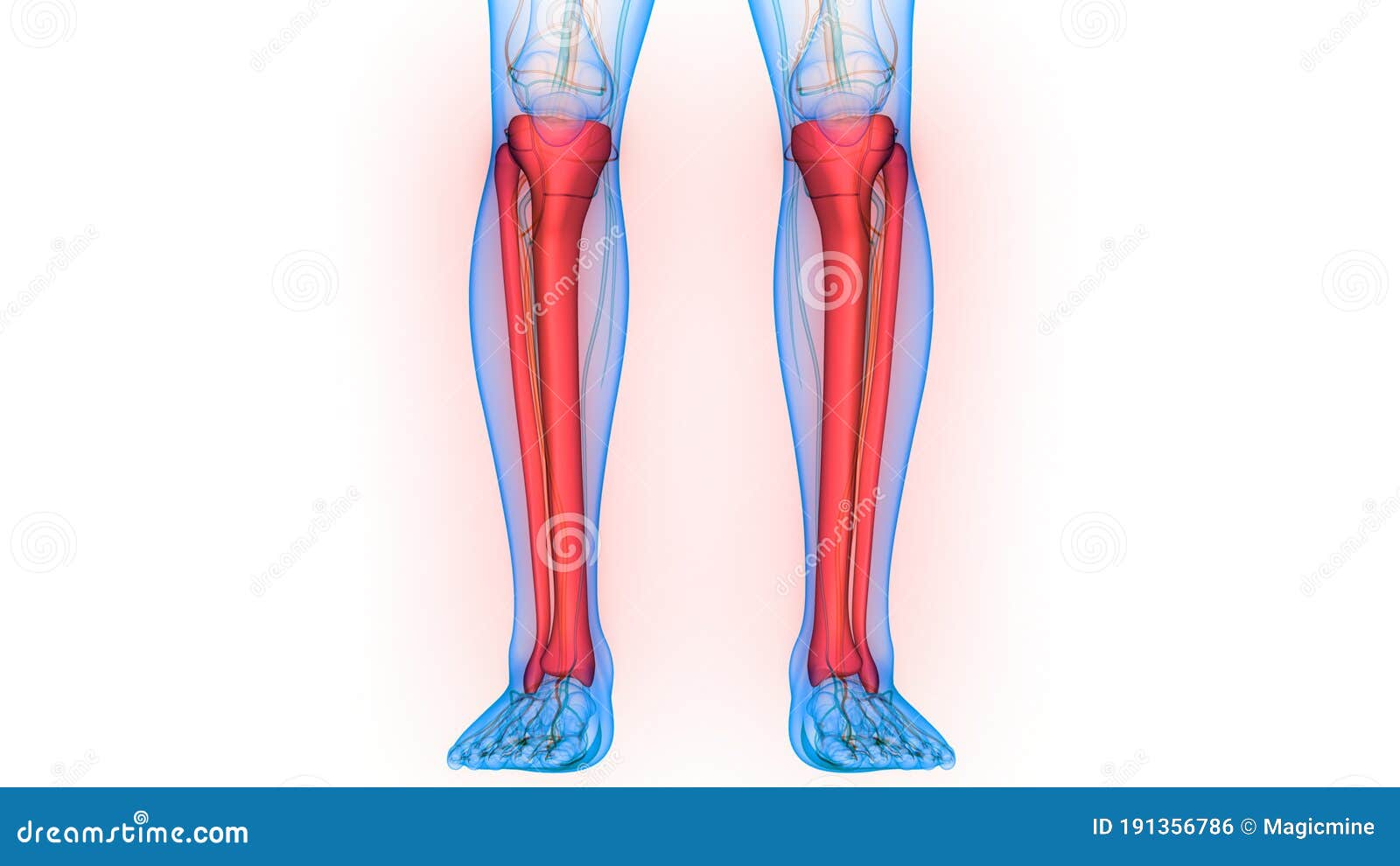 Human Skeleton System Tibia and Fibula Bone Joints Anatomy Stock ...
